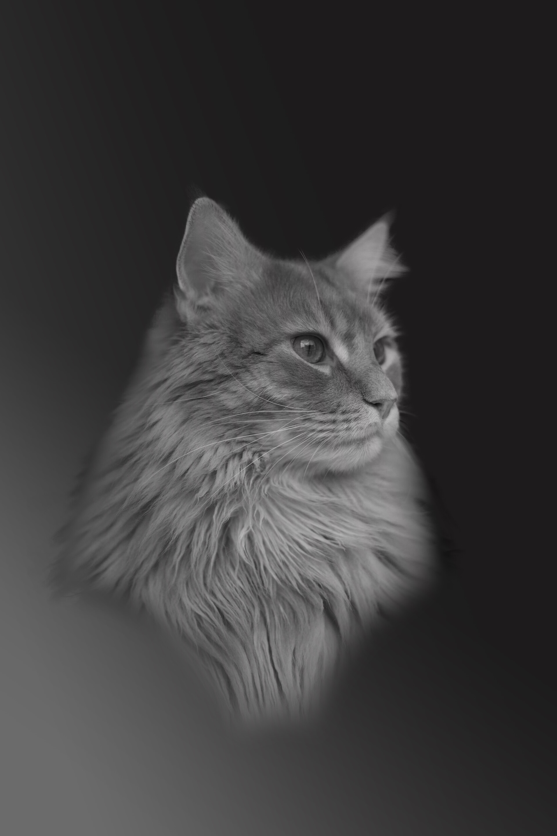 ArtStation - NOBLE CAT