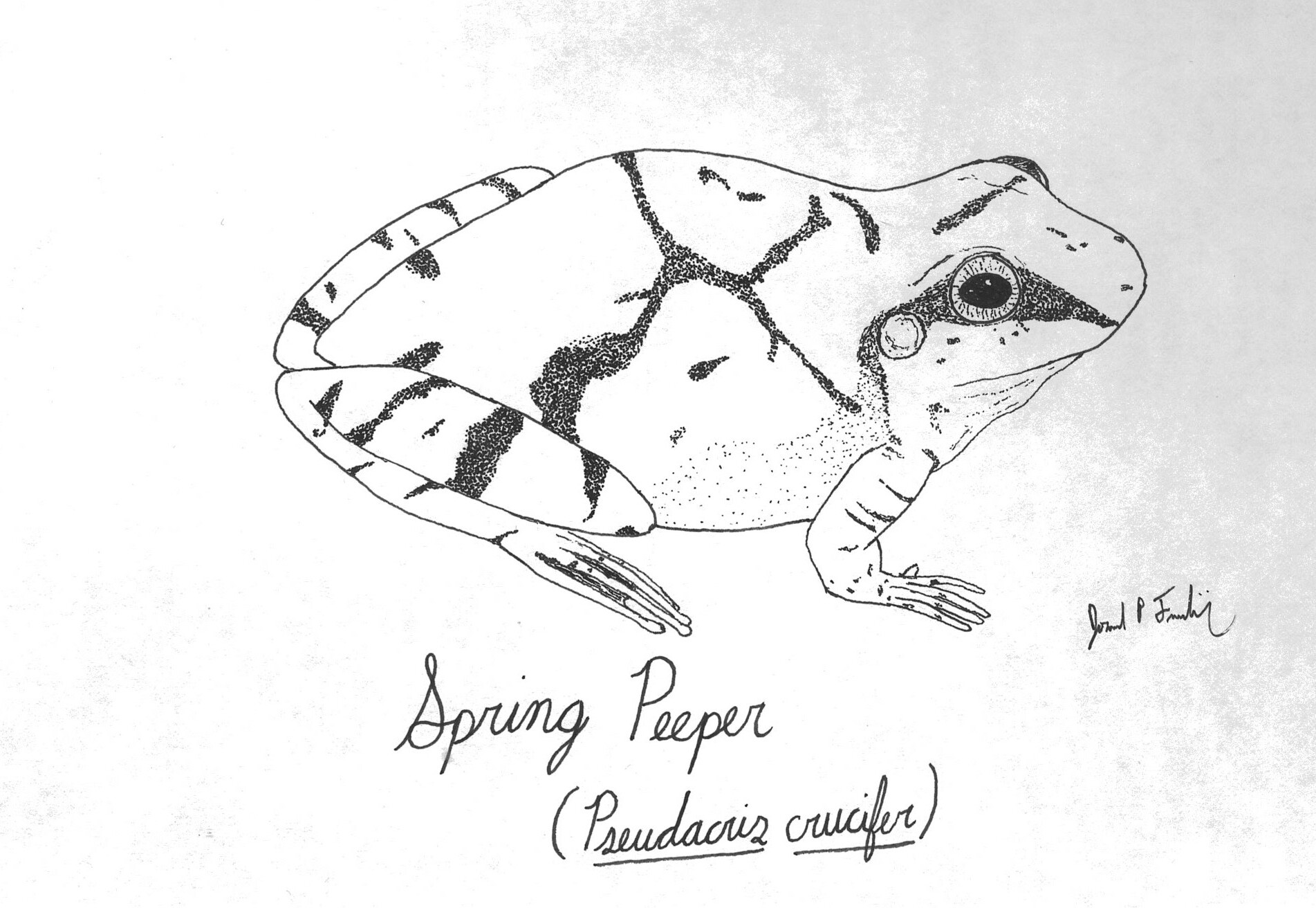 ArtStation - Spring Peeper