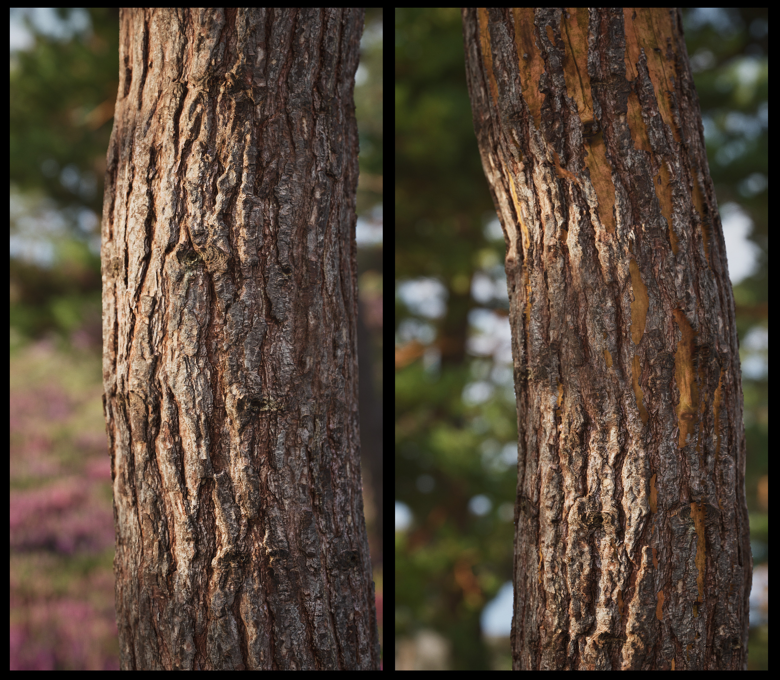 Borys Udodenko - Scots