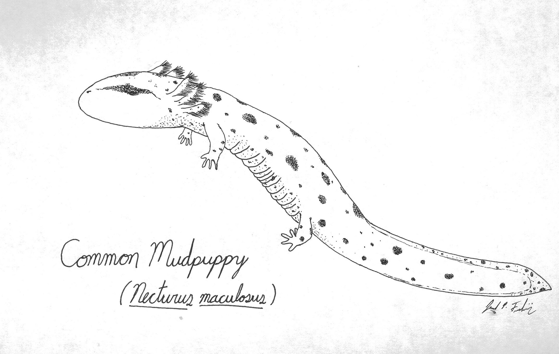 how to draw a mudpuppy