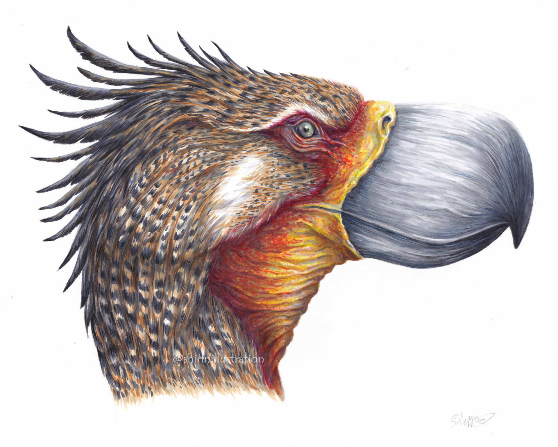 ArtStation - Terror Bird: Andalgalornis sp.