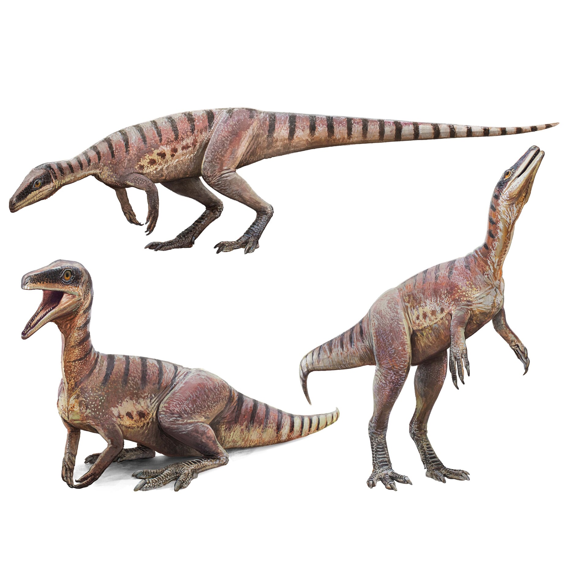 ArtStation - Buriolestes