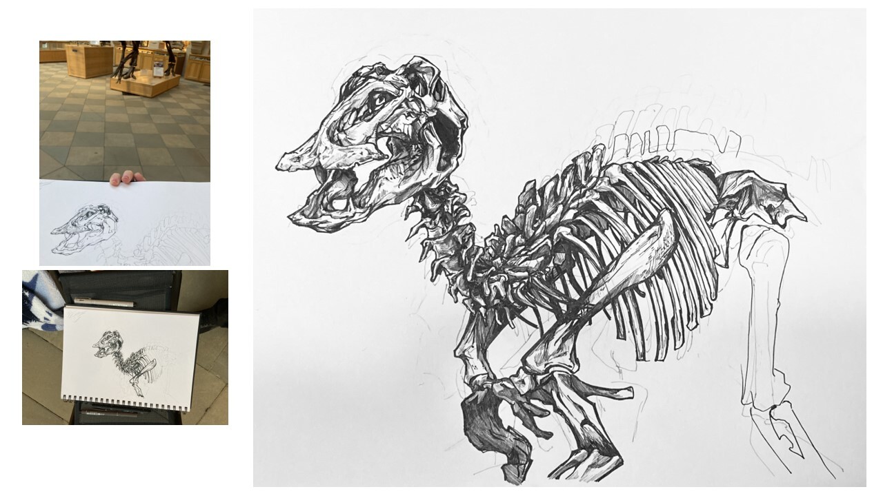 ArtStation - Edmontosaurus skeleton cast observational drawing