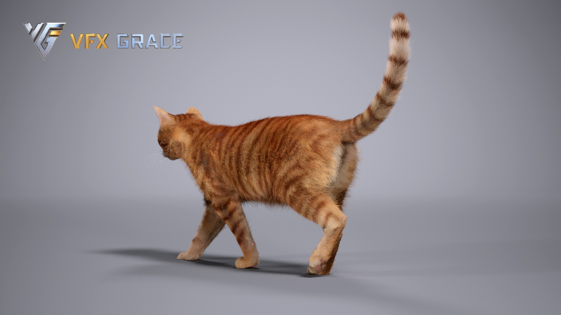 VFX models - Orange Cat - UE Character Asset