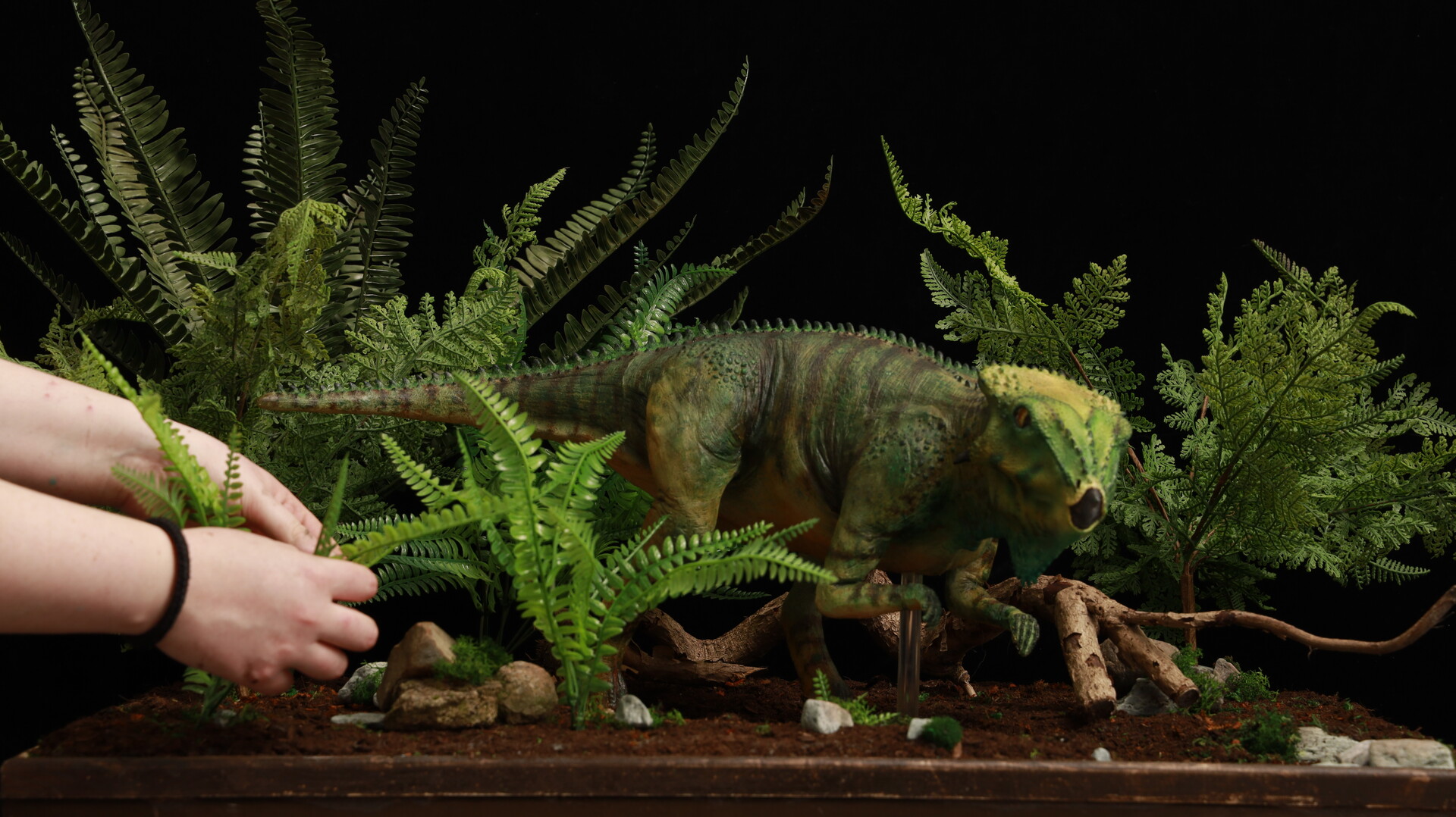 ArtStation - Aquilops Americanus Dinosaur