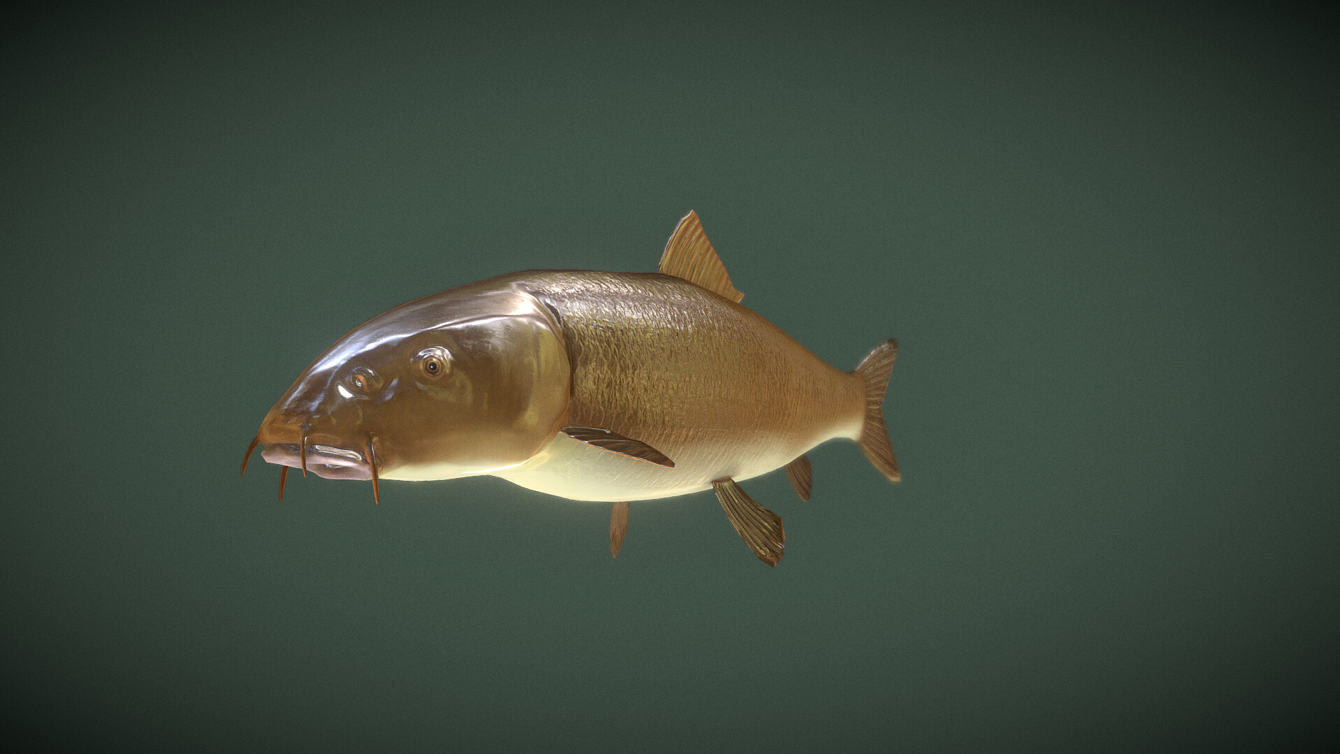 ArtStation - Barbel (Fish) LowPoly