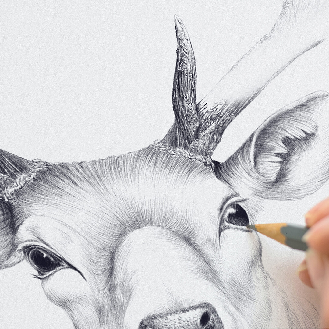 ArtStation - Stag drawing.