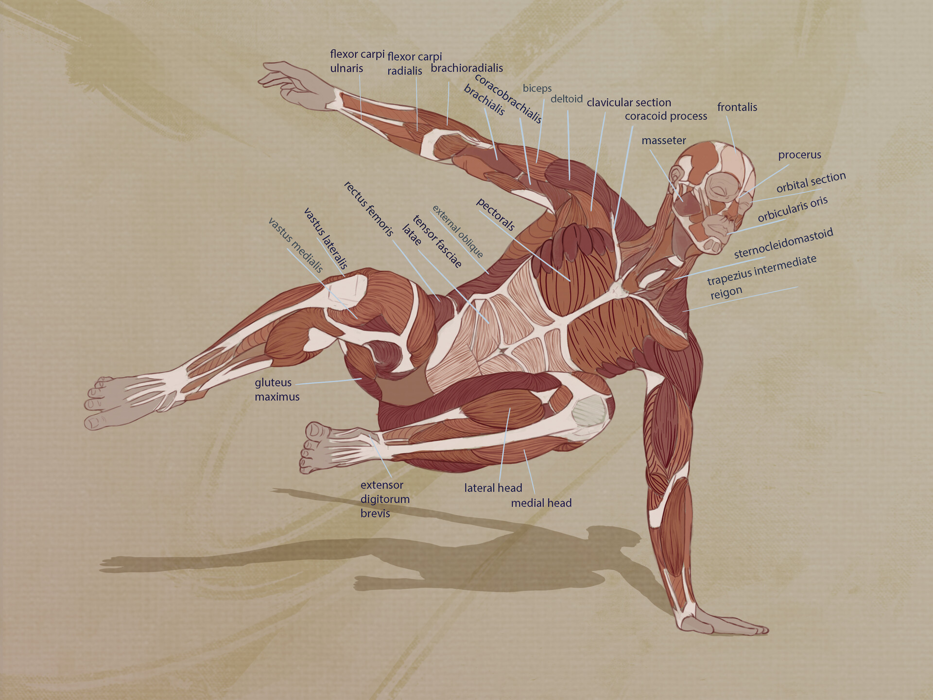 ArtStation - Anatomical Chart Ecorche in Motion