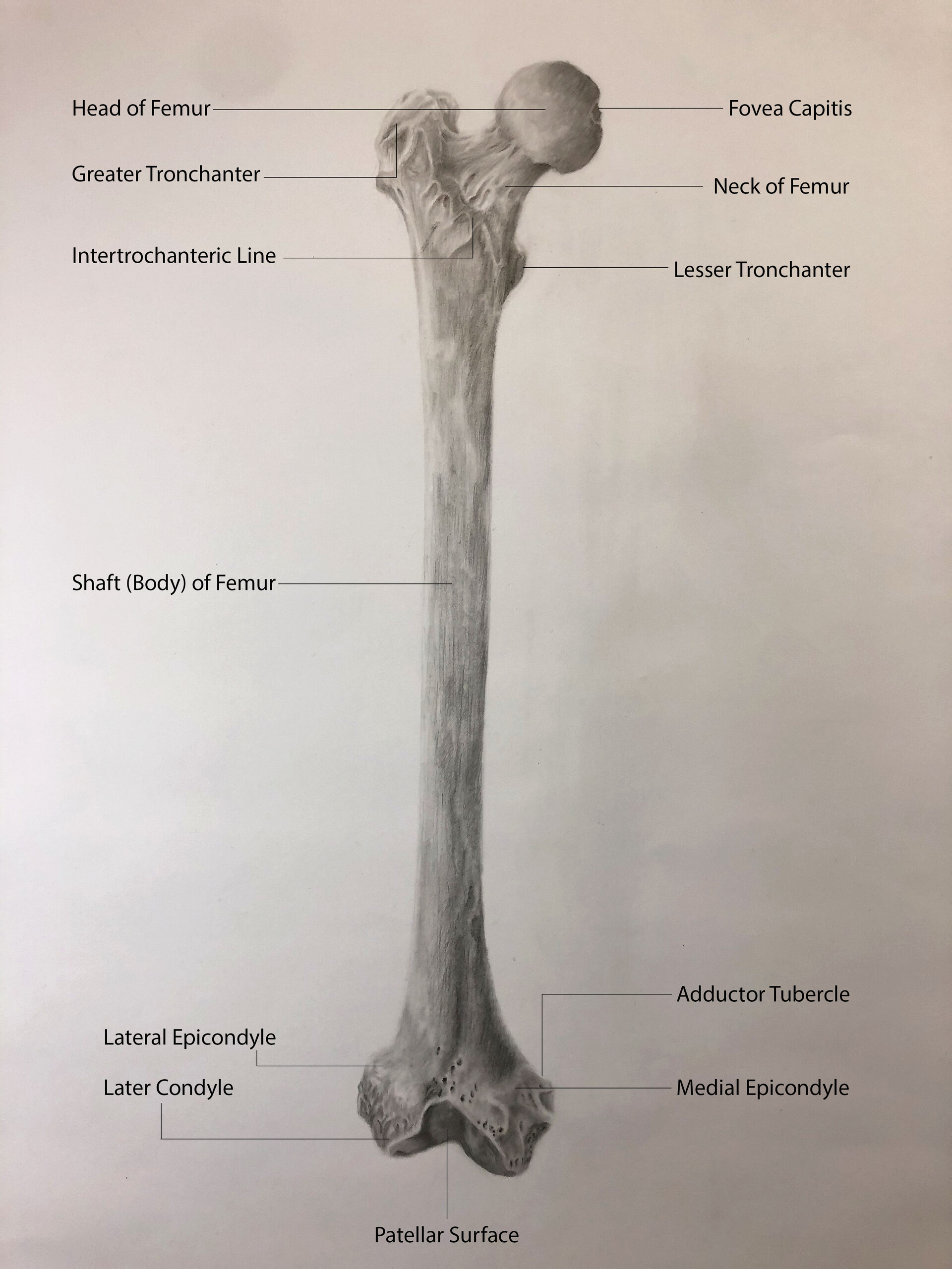 Labeled Femur Osteology Of The Femur