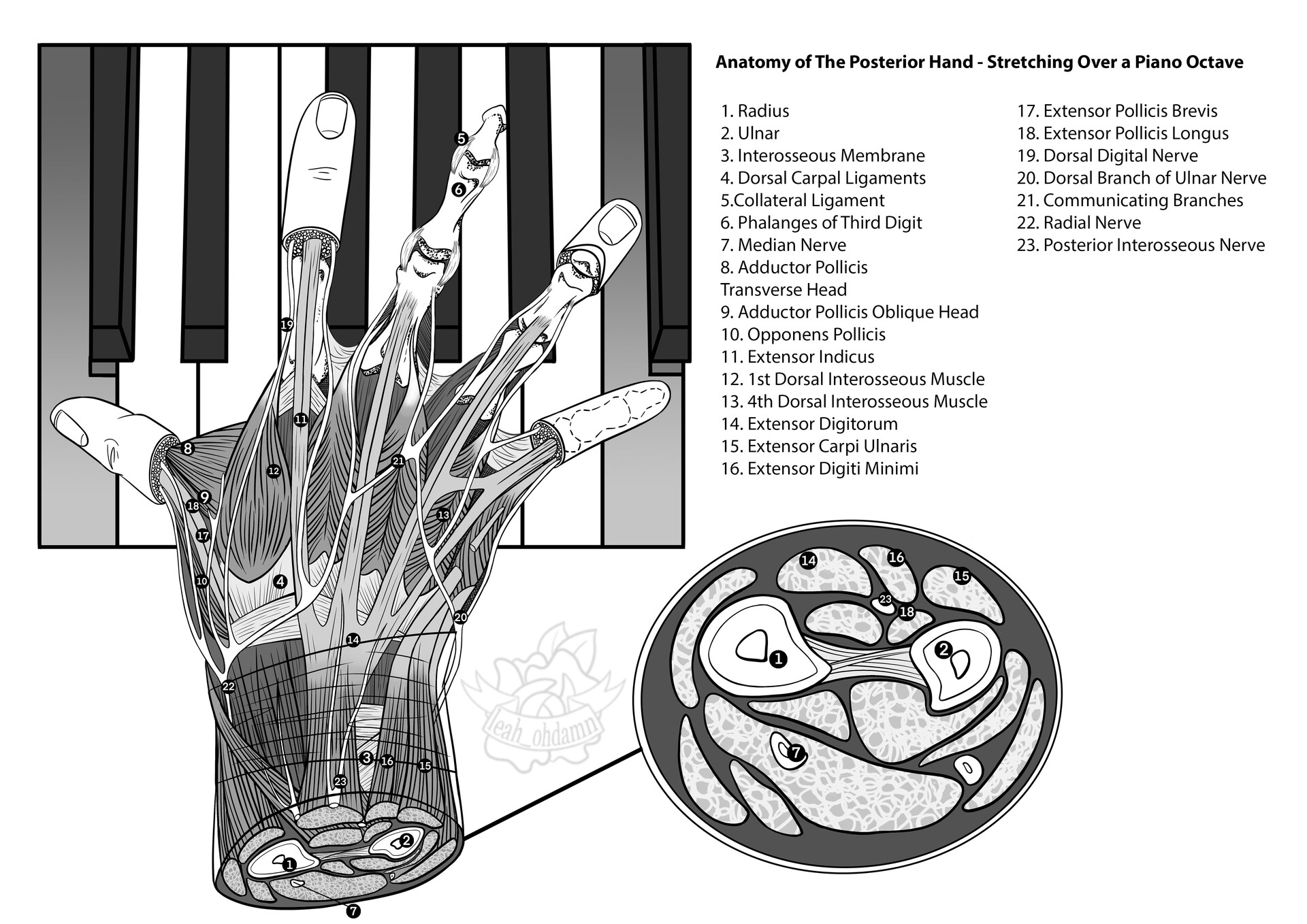 ArtStation - Hand Dissection Drawing - Hand Stretched Over a Piano Octave