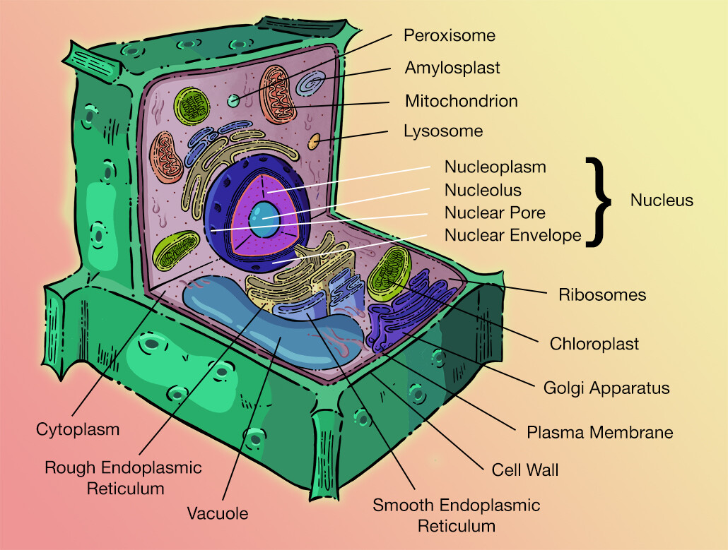 Labeled Plant Cell Structure