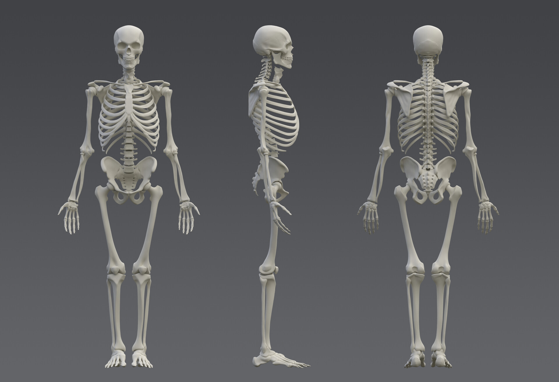 Anton Murashkin - Anatomy. Skeleton