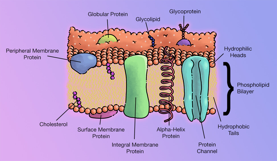 phospholipid labeled structure