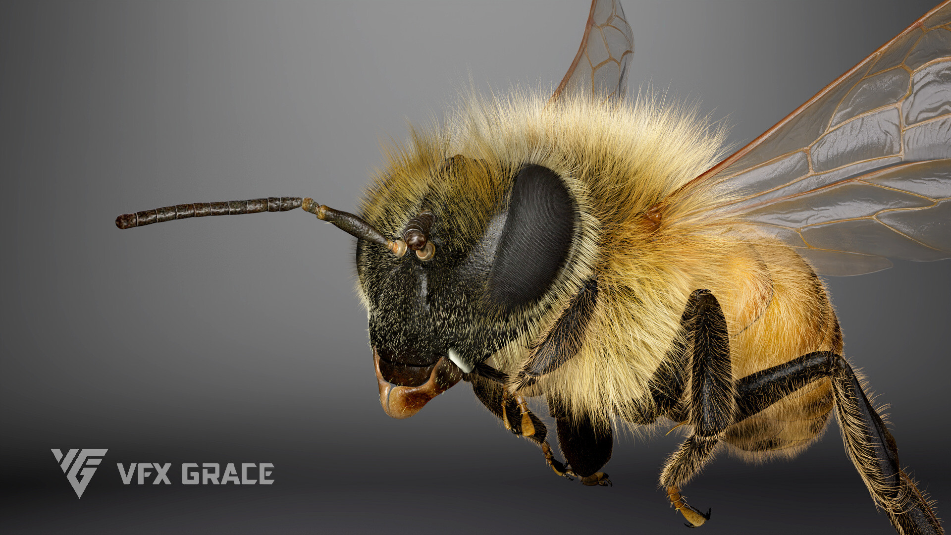 VFX models - Honey bee - MAYA Character Asset