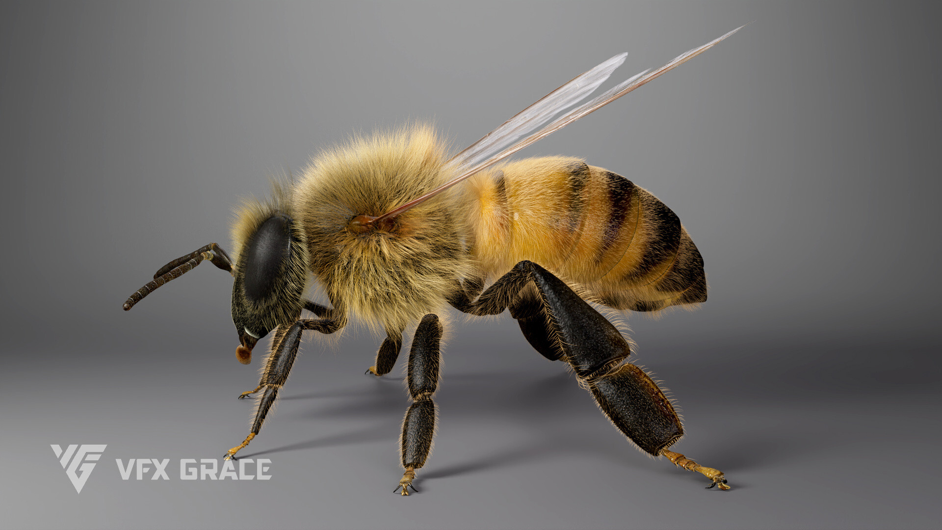VFX models - Honey bee - MAYA Character Asset