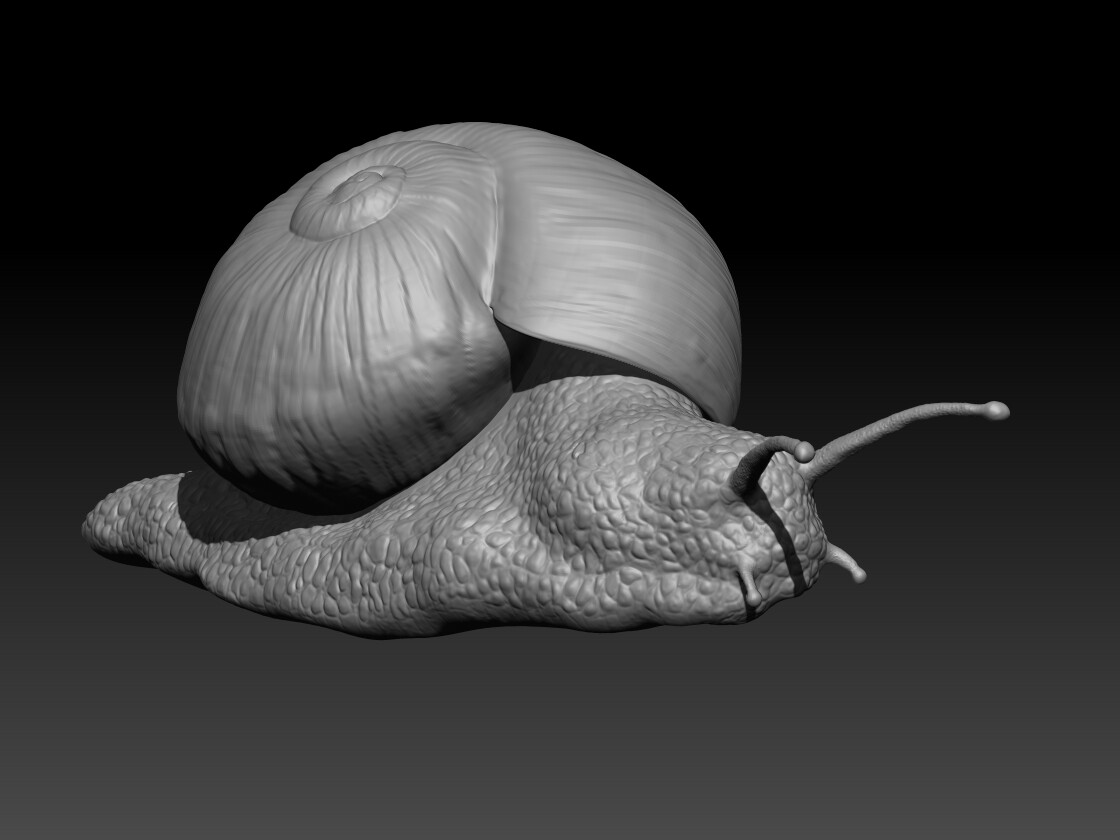 Hugo GOURAIN - Snail on a stone