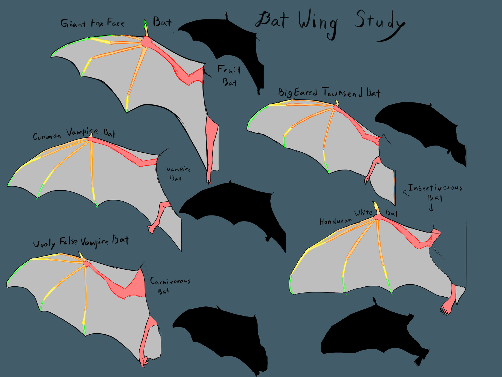 ArtStation - Bat Wing Study