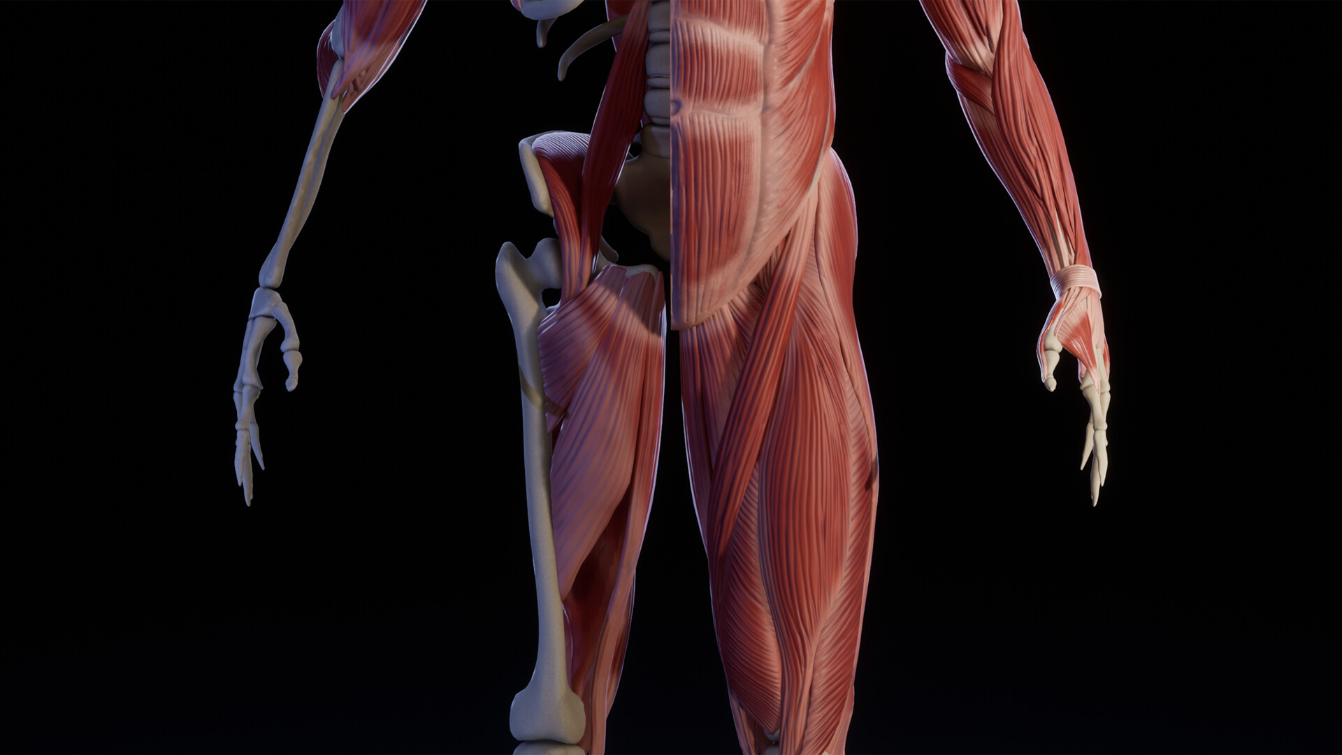 Ali Hyder Khalani - Human Anatomy (Male)