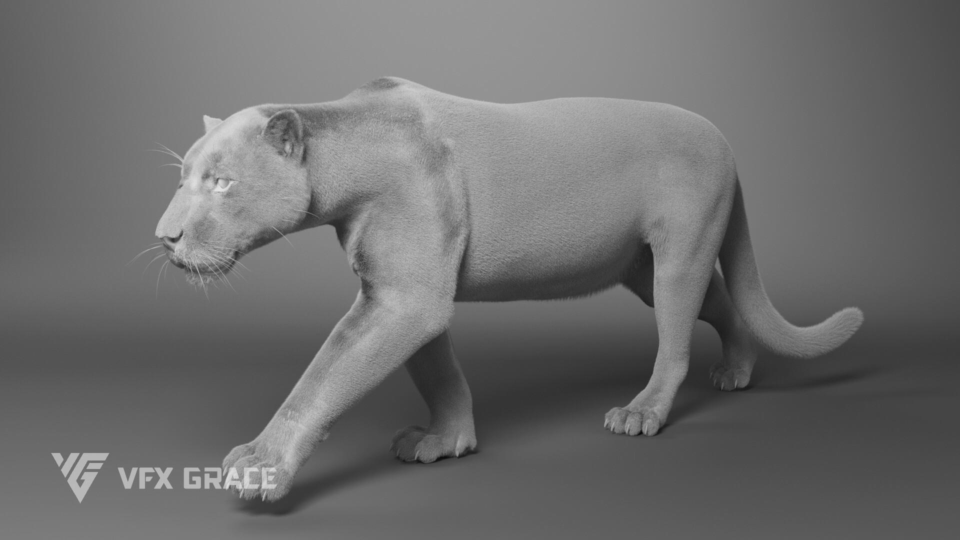 VFX models - Panthera Onca - MAYA Character Asset