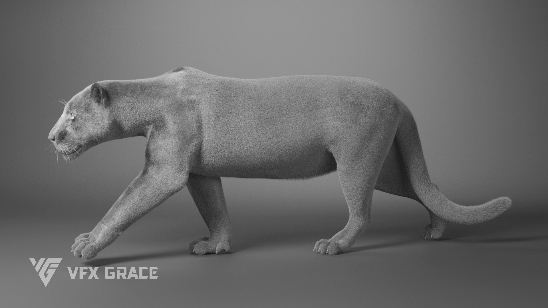 VFX models - Panthera Onca - MAYA Character Asset