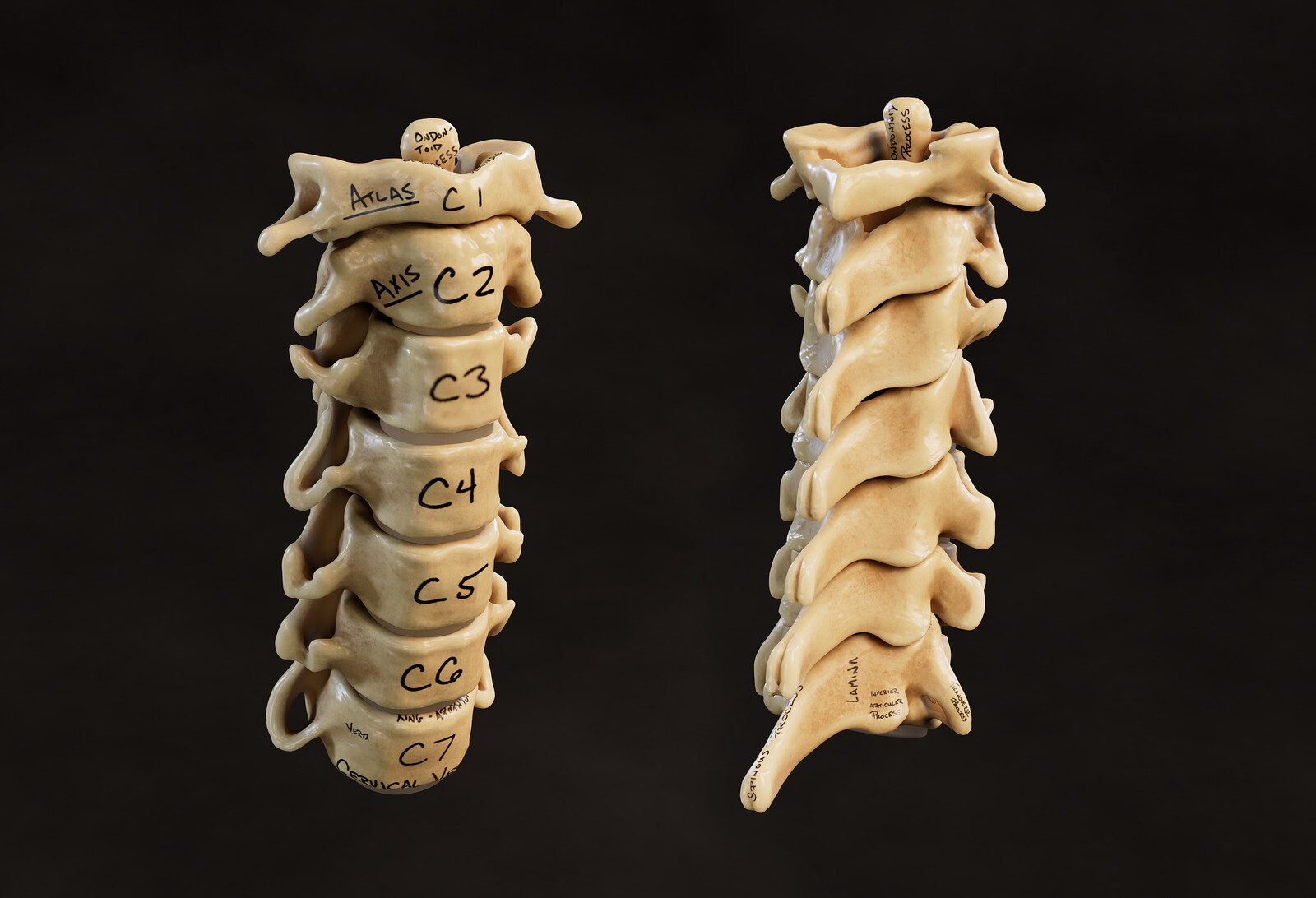 Jakob Hill - Anatomy Study - Human Skeleton, Female (Fully Labeled)