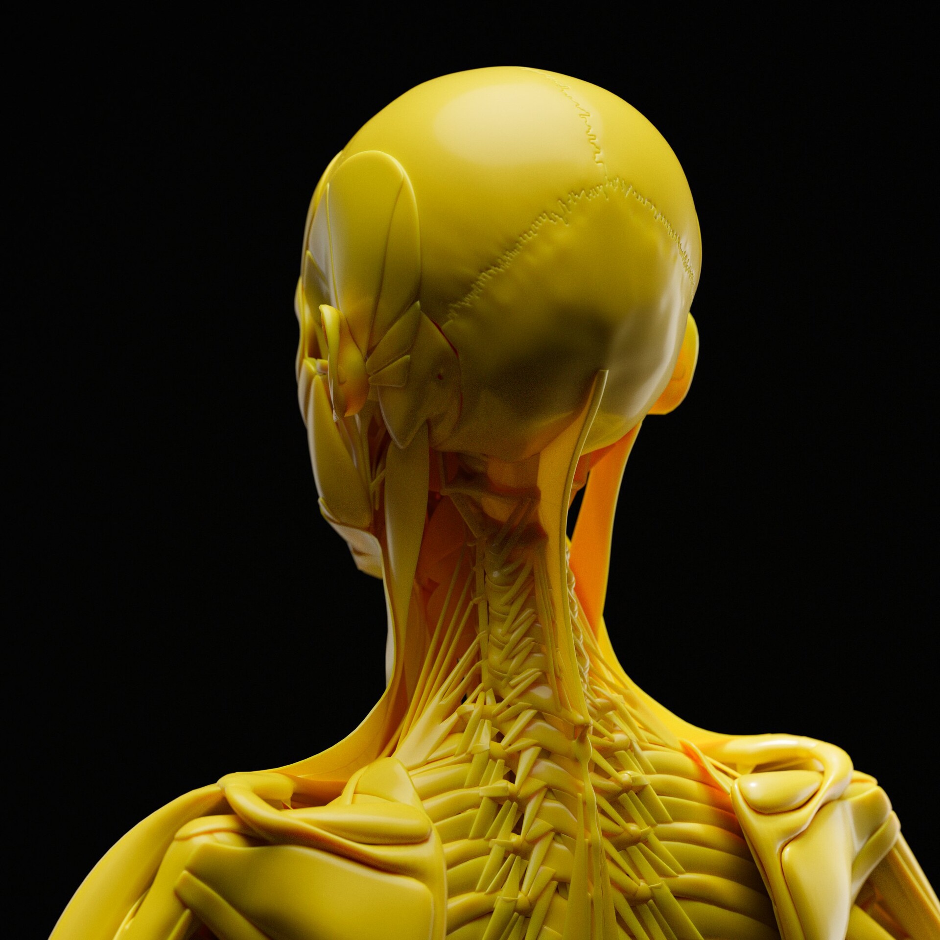 ArtStation - Female Anatomy - Musculoskeletal Development - WIP