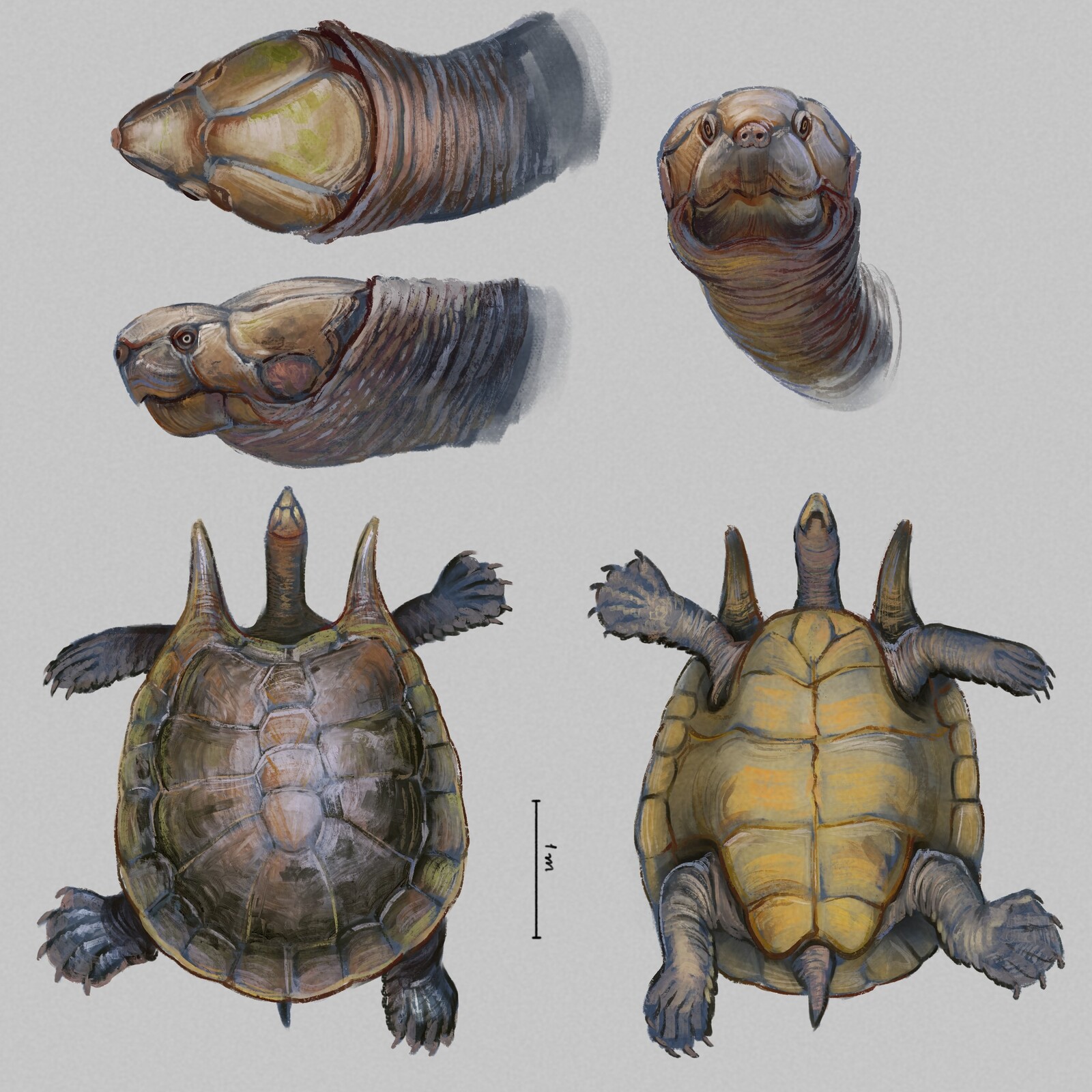 Júlia d'Oliveira - Stupendemys geographica study