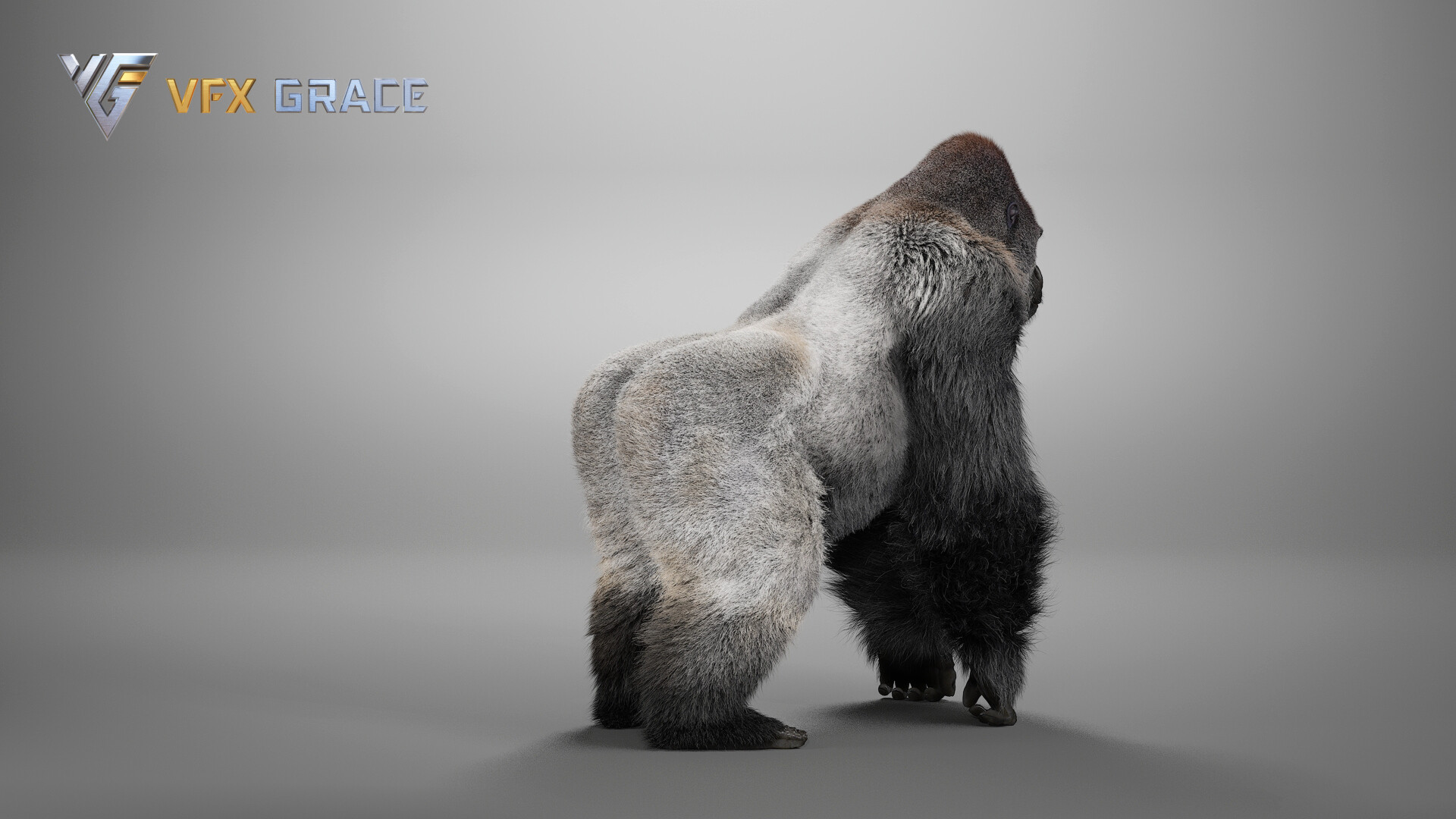 VFX models - Silverback Gorilla Animation - UE Character Asset