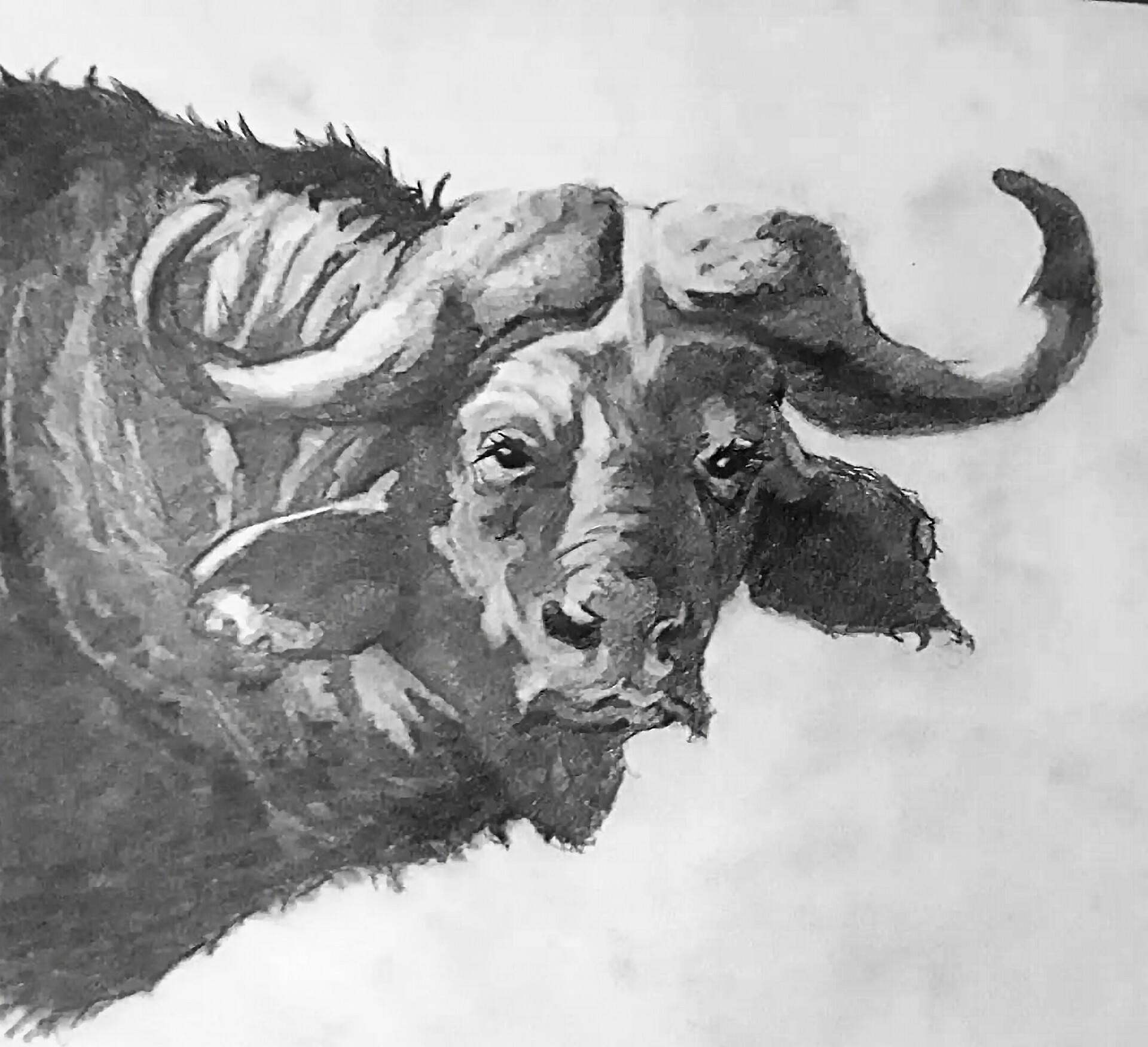 how to draw water buffalo
