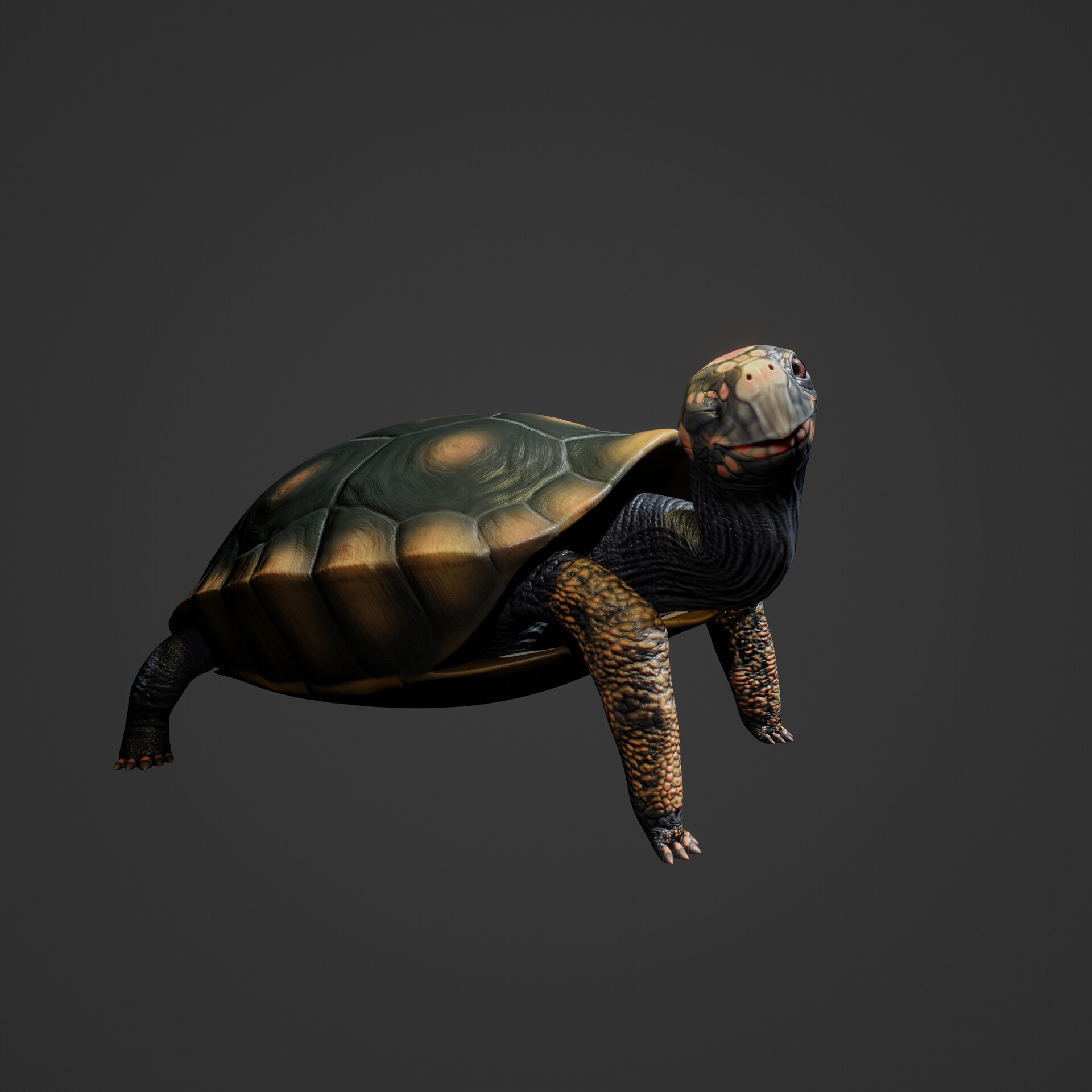 ArtStation - JABUTI - TORTOISE