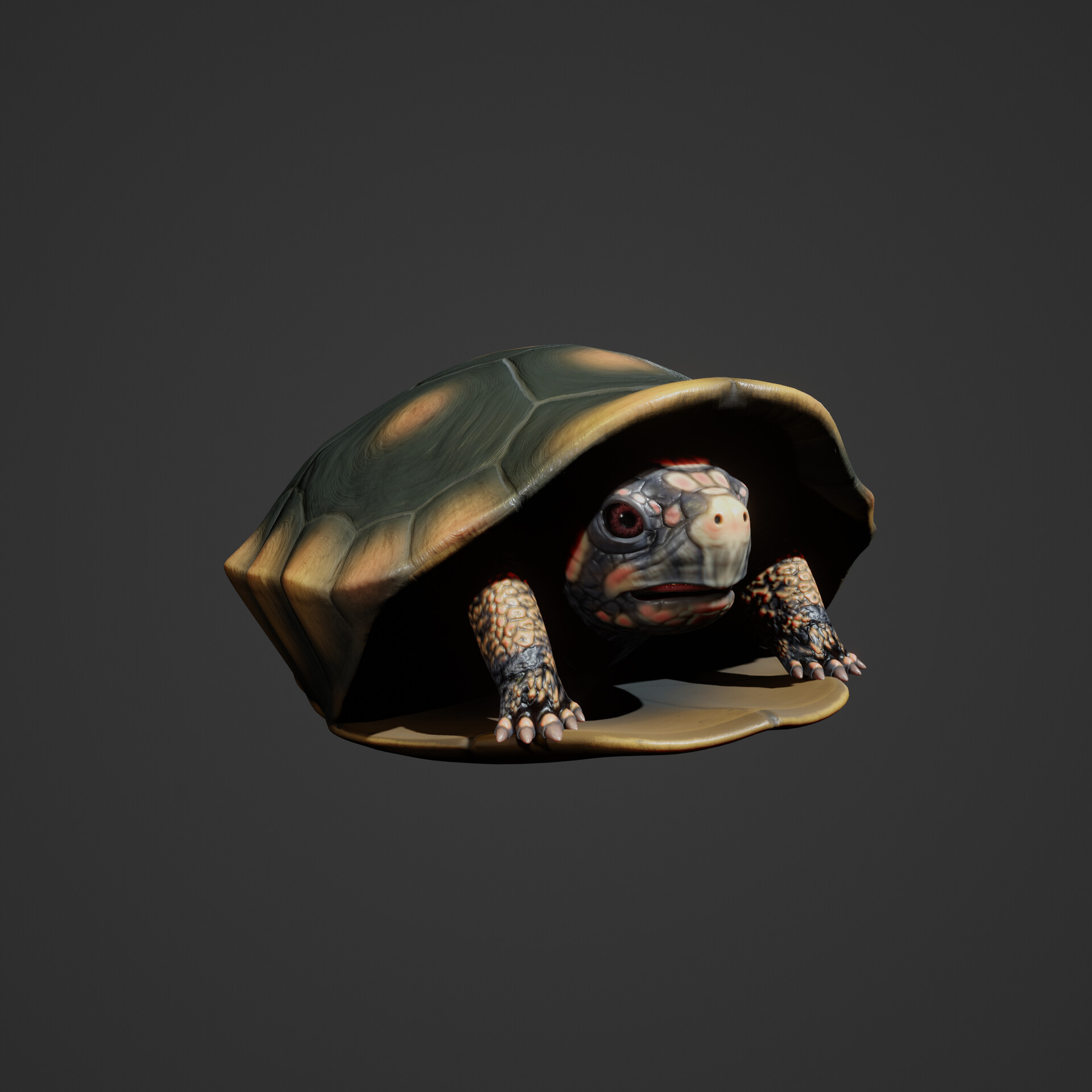 Thiago Meteles - JABUTI - TORTOISE