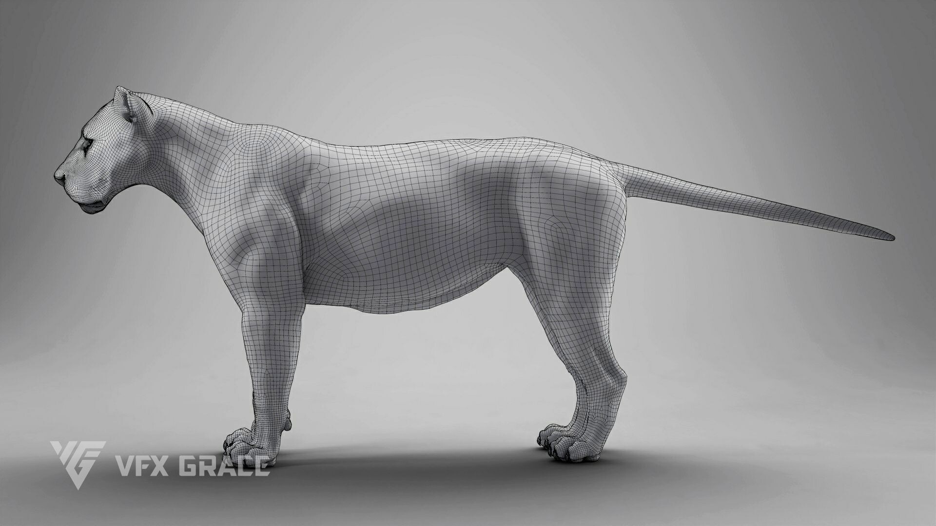 VFX models - Lion - MAYA Character Asset
