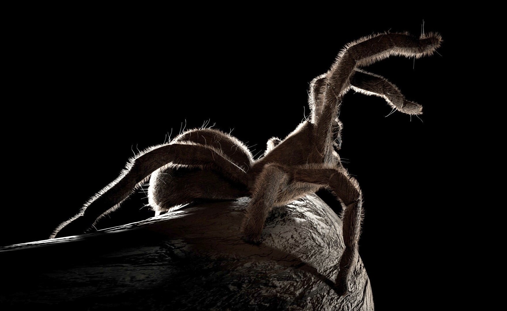 ArtStation - Tarantula Render