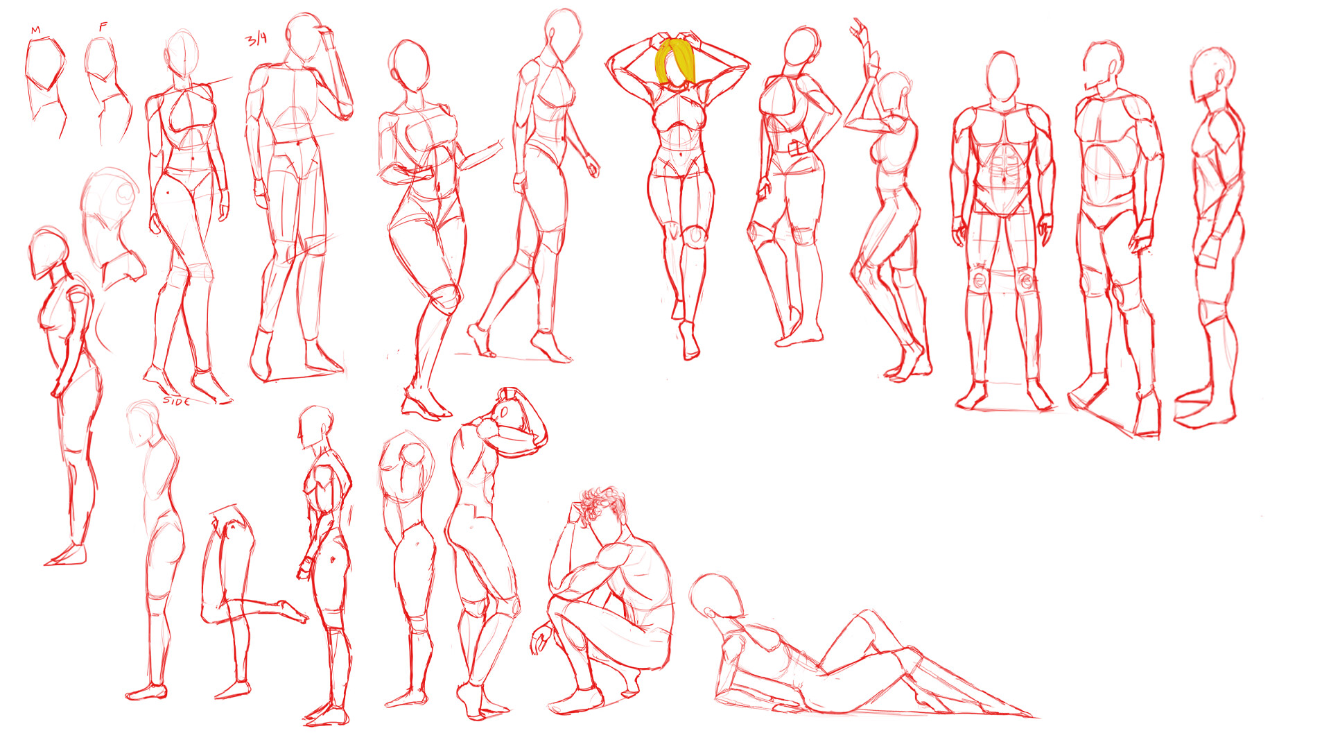 human anatomy reference sheet