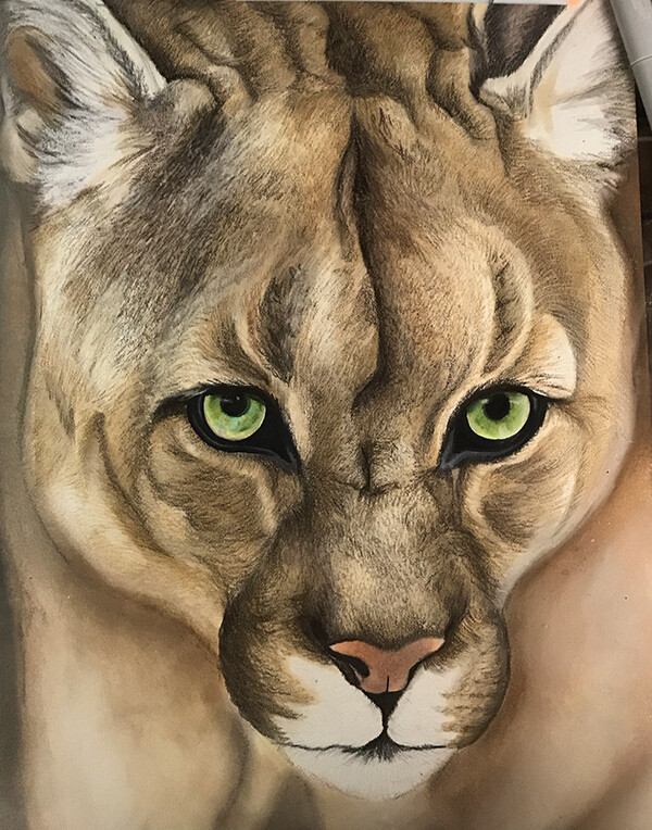 Kayla Bachmeier - Animal Portraits