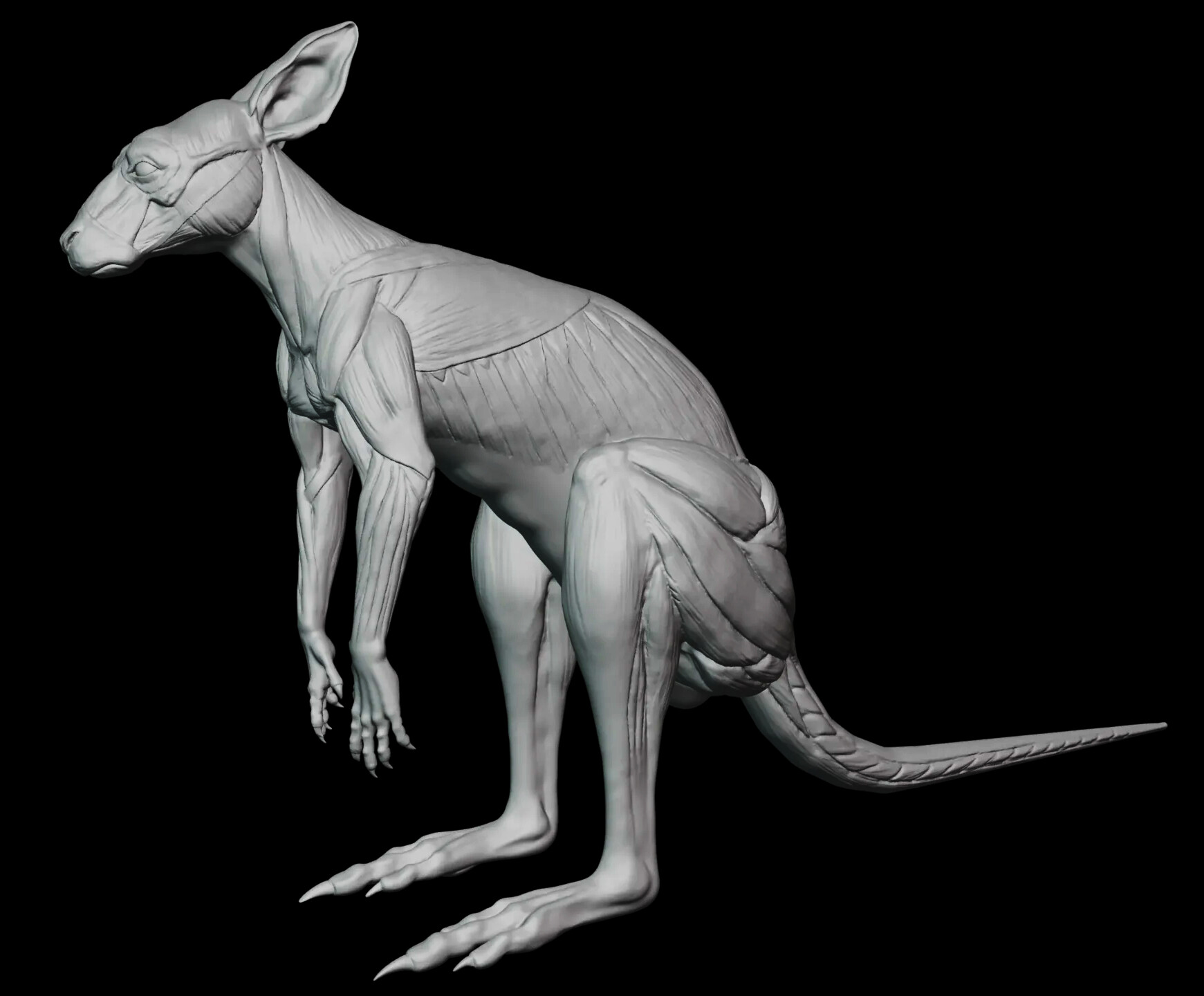 ArtStation - Kangaroo Anatomy