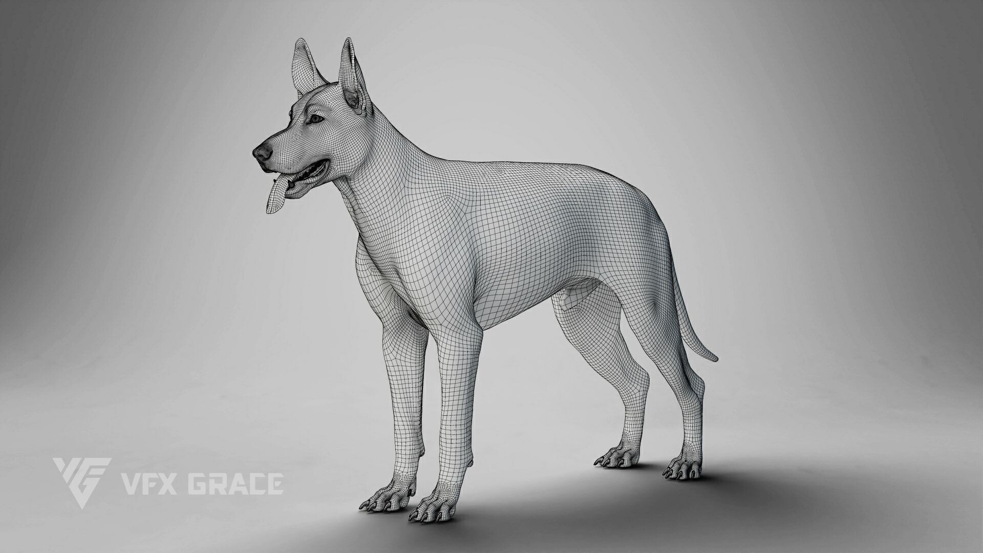 VFX models - German Shepherd Animation - MAYA Character Asset