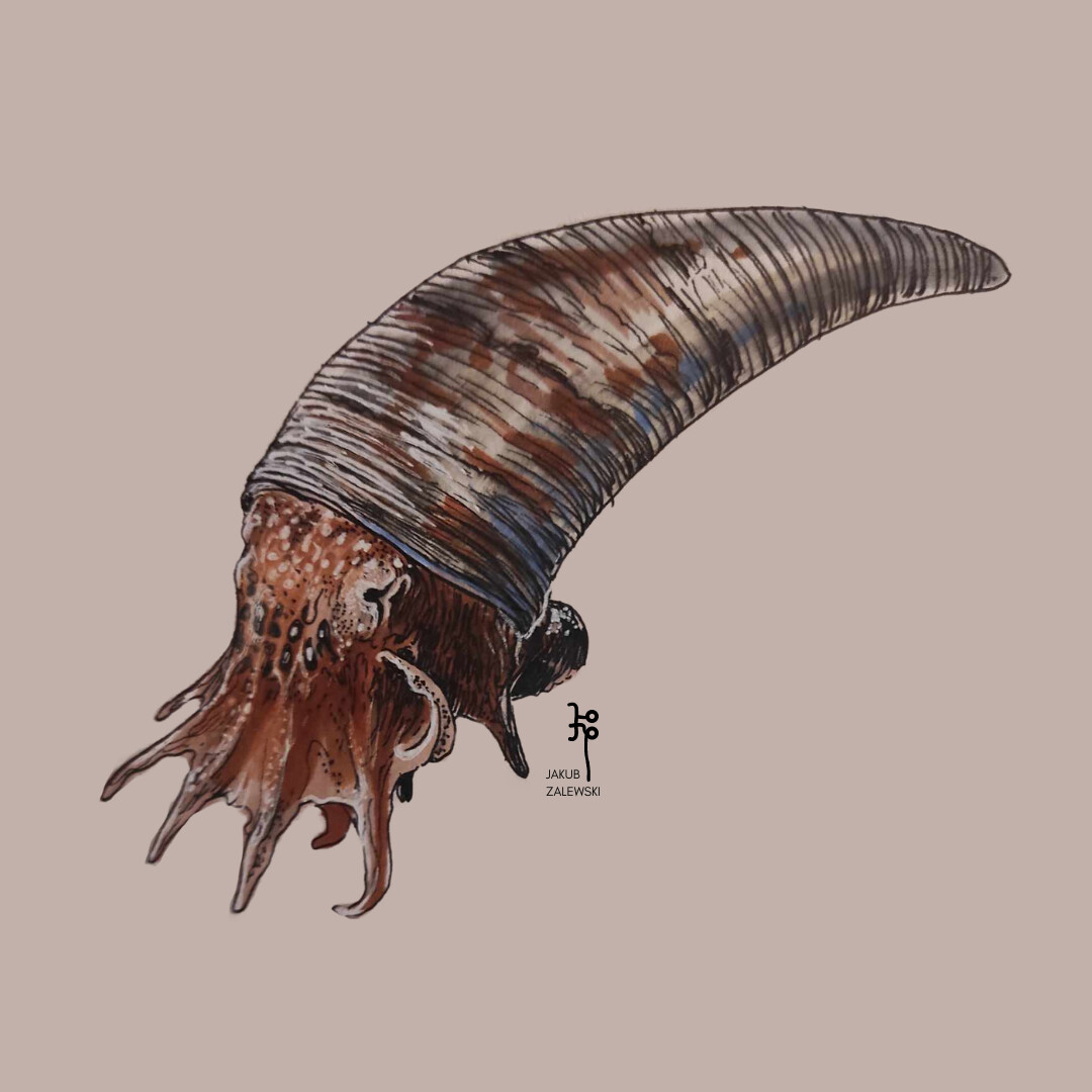 ArtStation - Plectronoceras