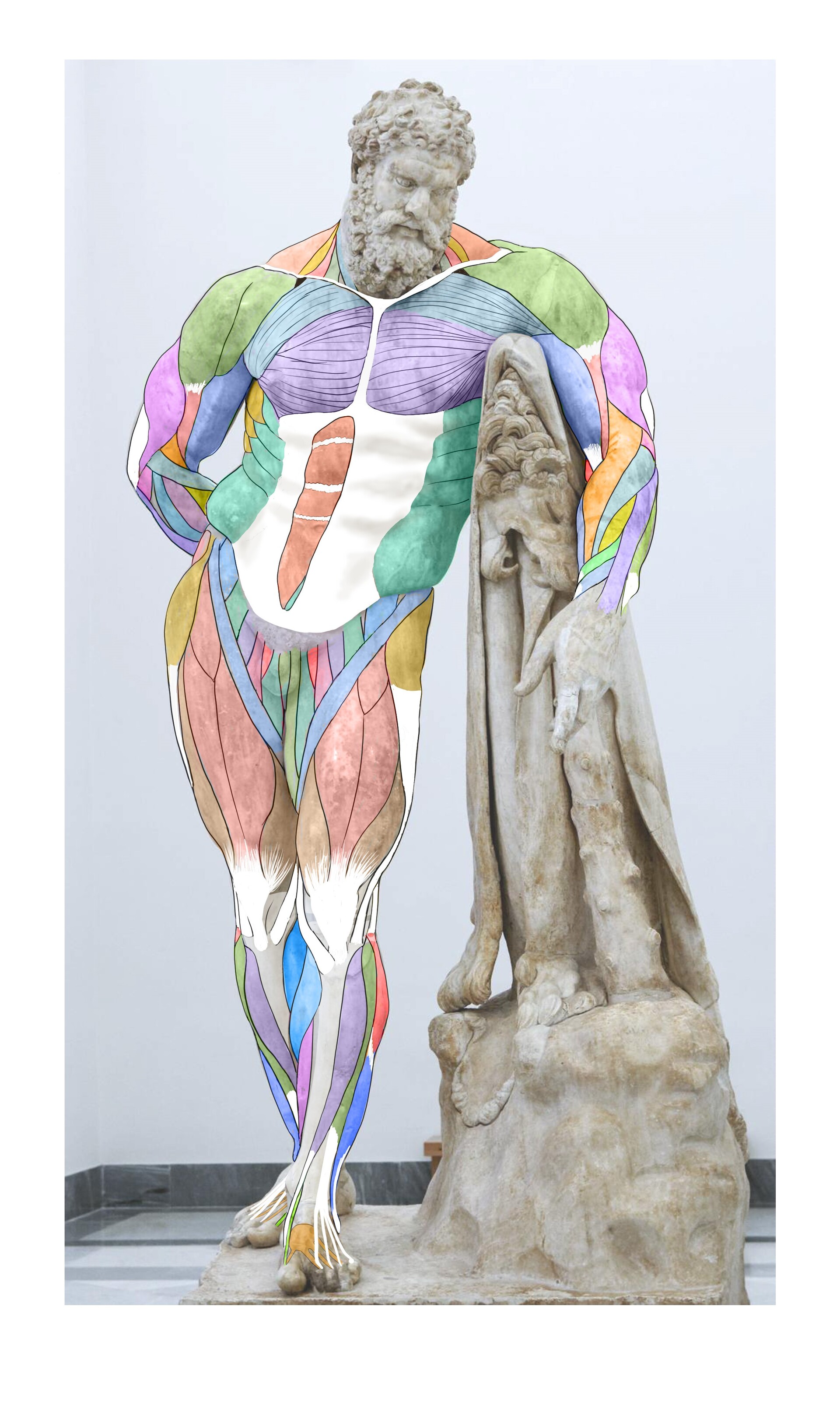 ArtStation - Farnese Hercules Anatomy
