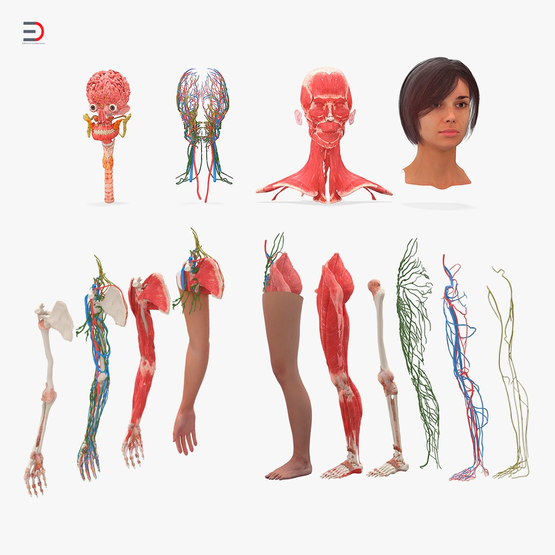 ArtStation - Female Realistic Anatomy 3D model Collection