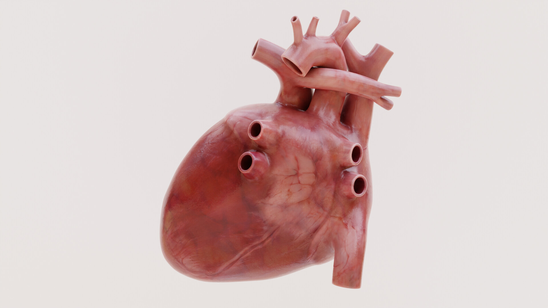 Michael Bescec - Human Heart Animated 3D Model