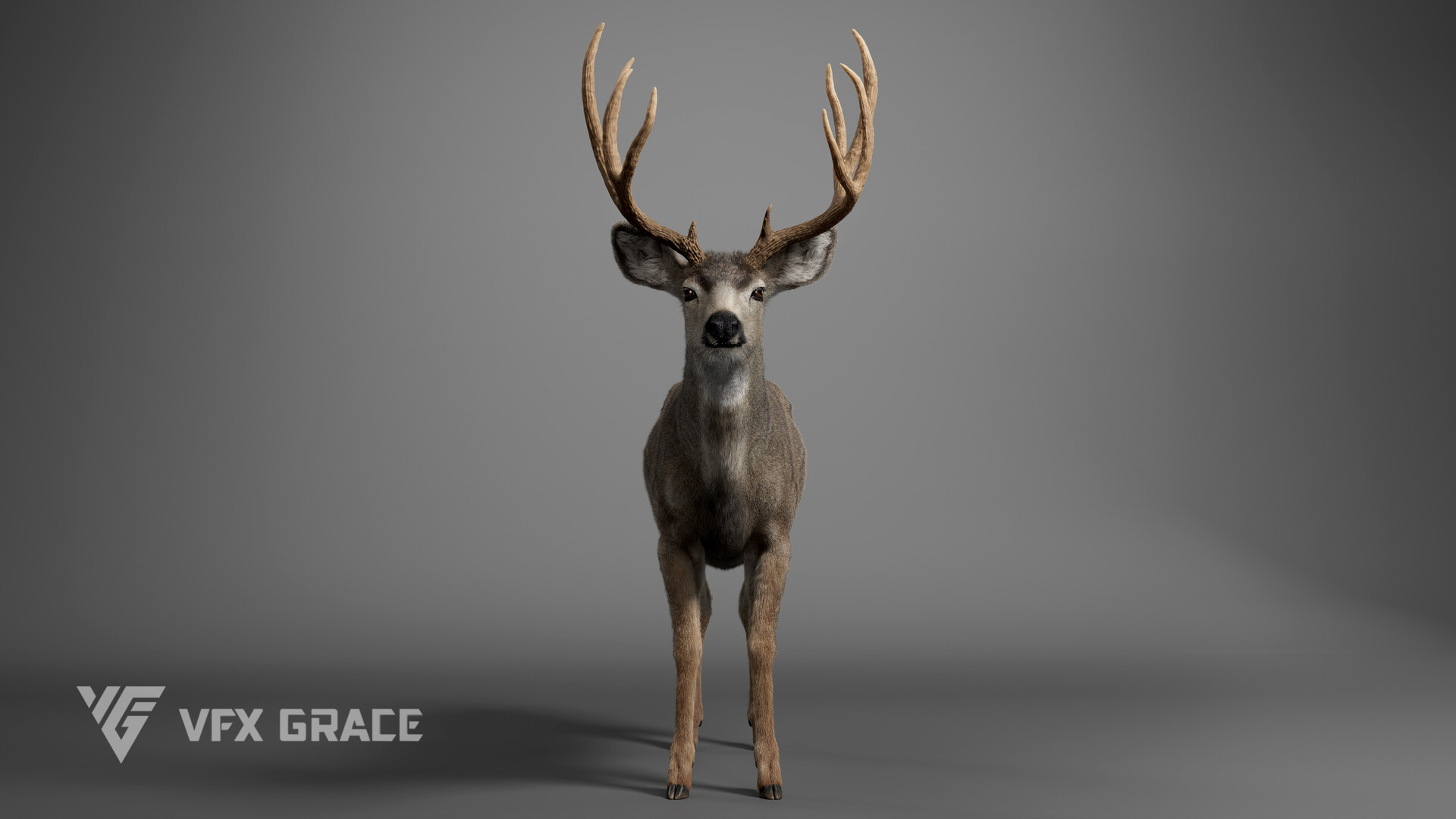 VFX models - Mule Deer Animated - MAYA Character Asset