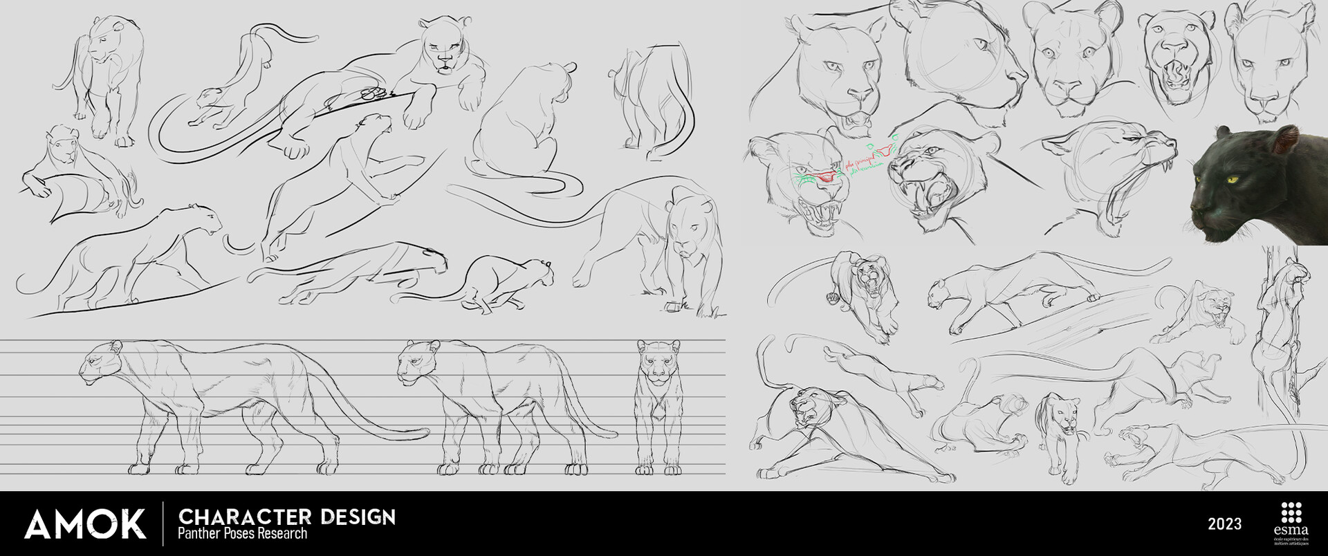 panther drawing reference