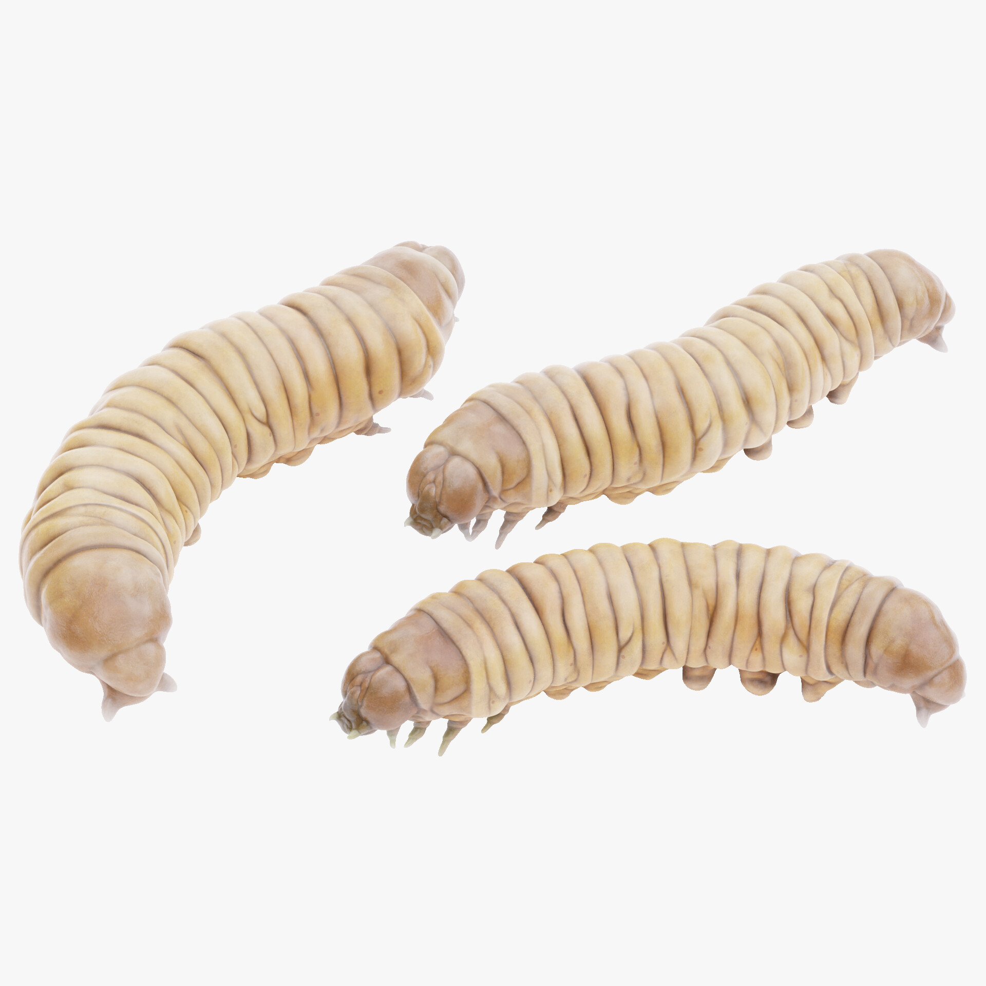 ArtStation - Detailed and Rigged Plastic-Eating Wax Worm 3D Model