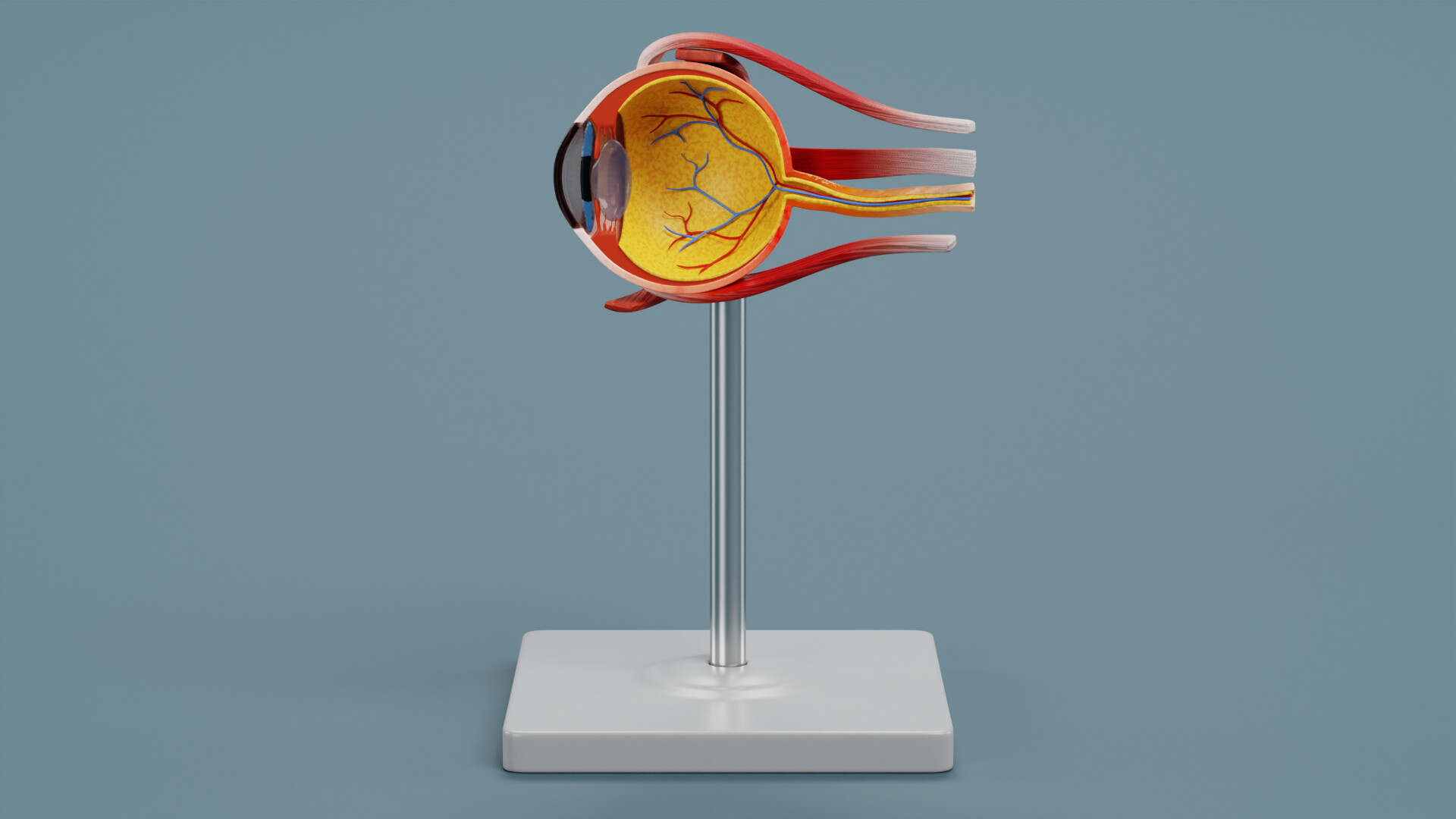 Michael Bescec - Anatomical 3D Model of Human Eye
