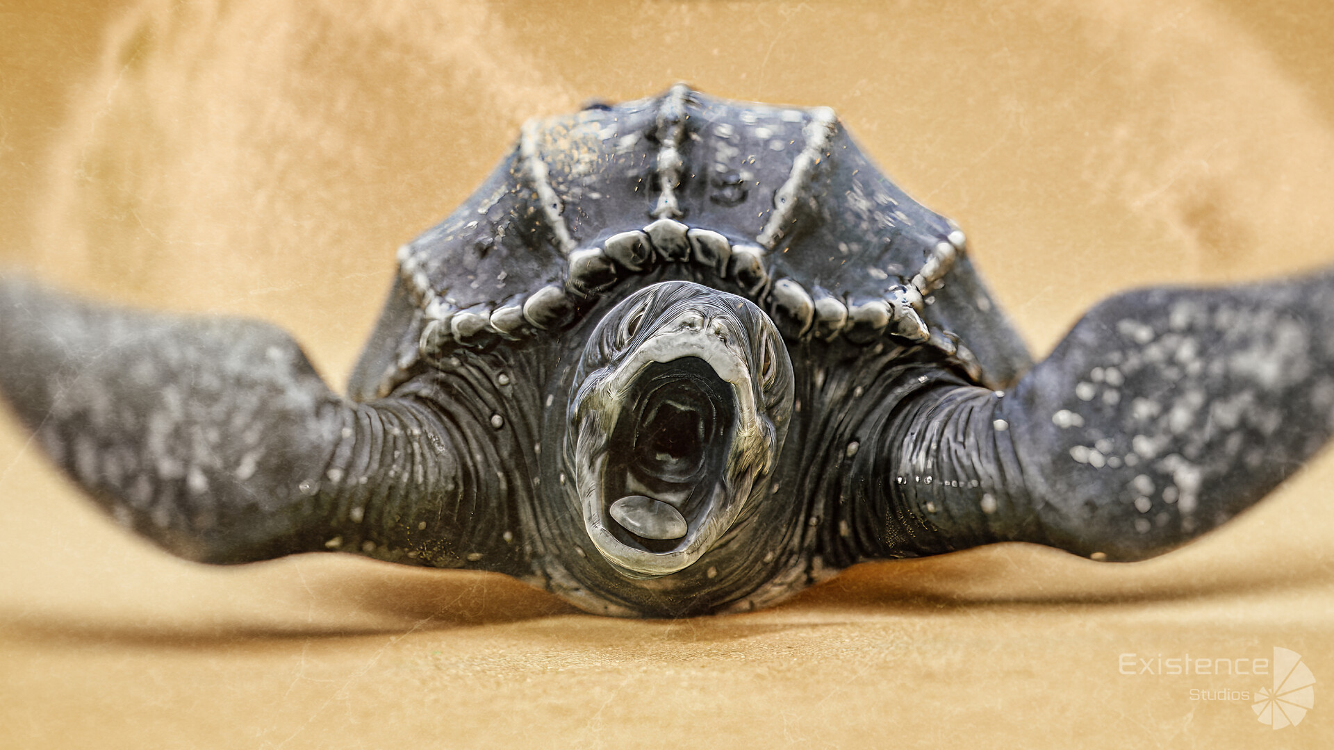Existence - Sea Turtle – Lassie Reptile - Underwater Monster - Shell ...
