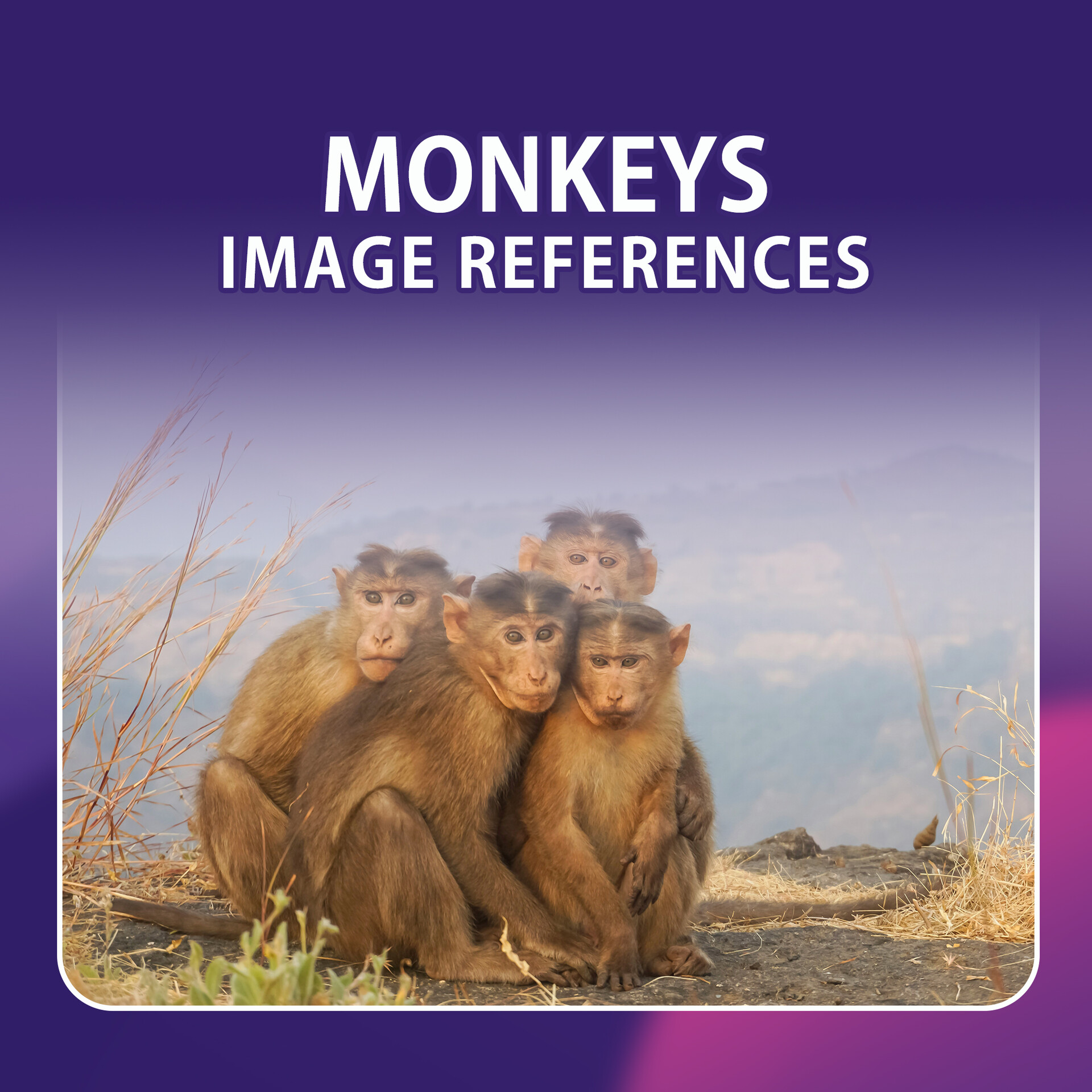 ArtStation - 400 Monkeys Image Reference – Vol 1
