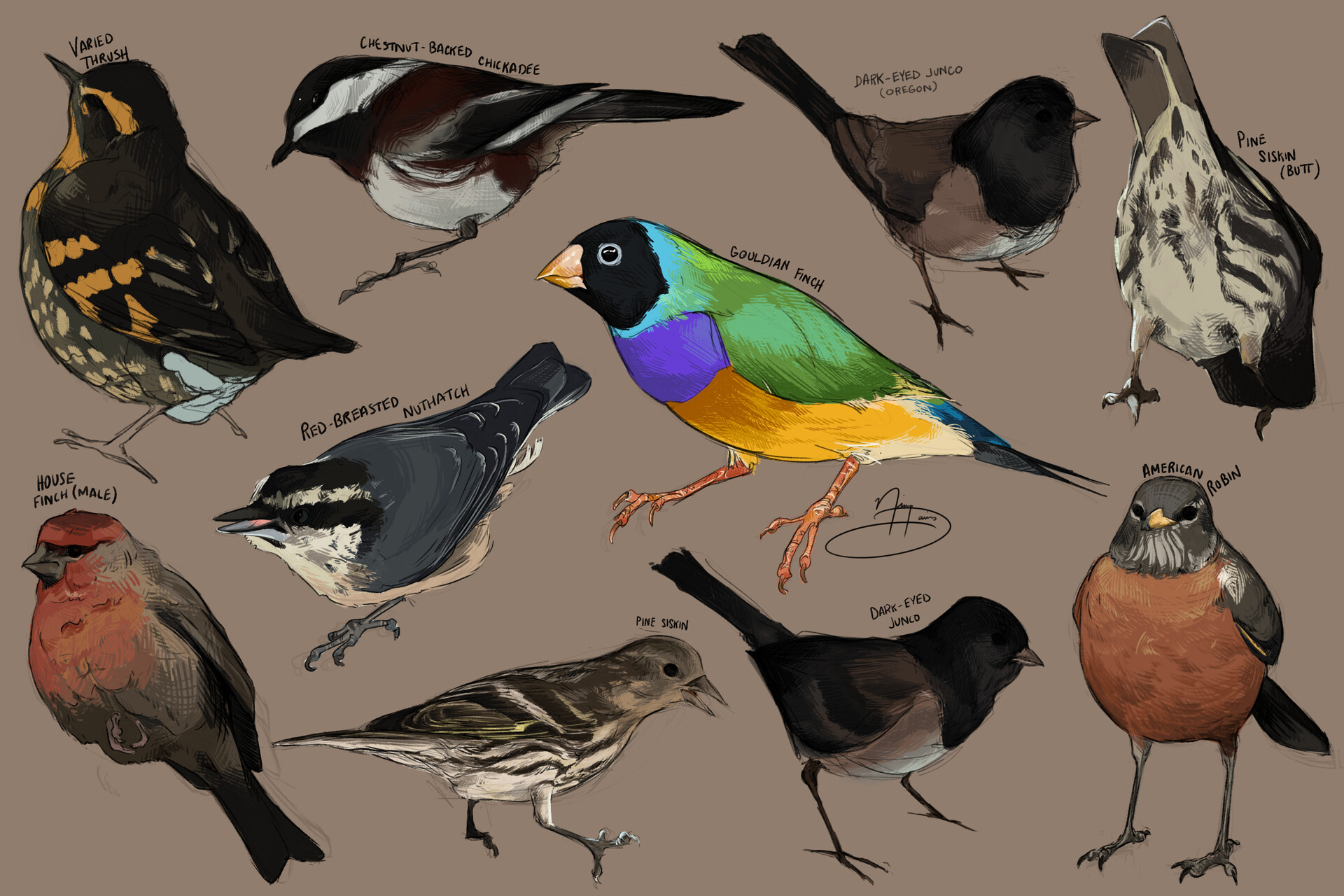 ArtStation - Study of Local Birds