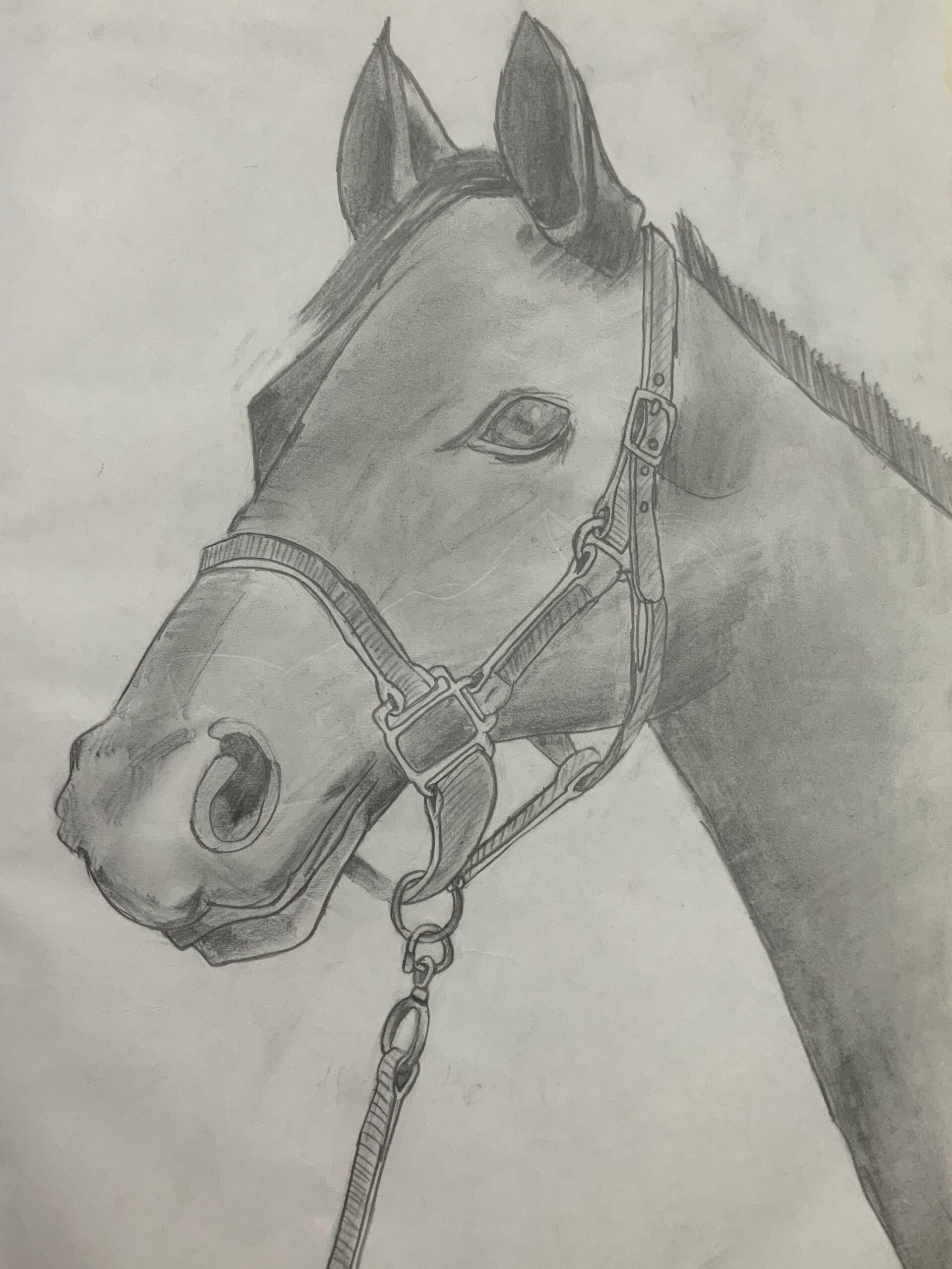 ArtStation - animal shading- Horse