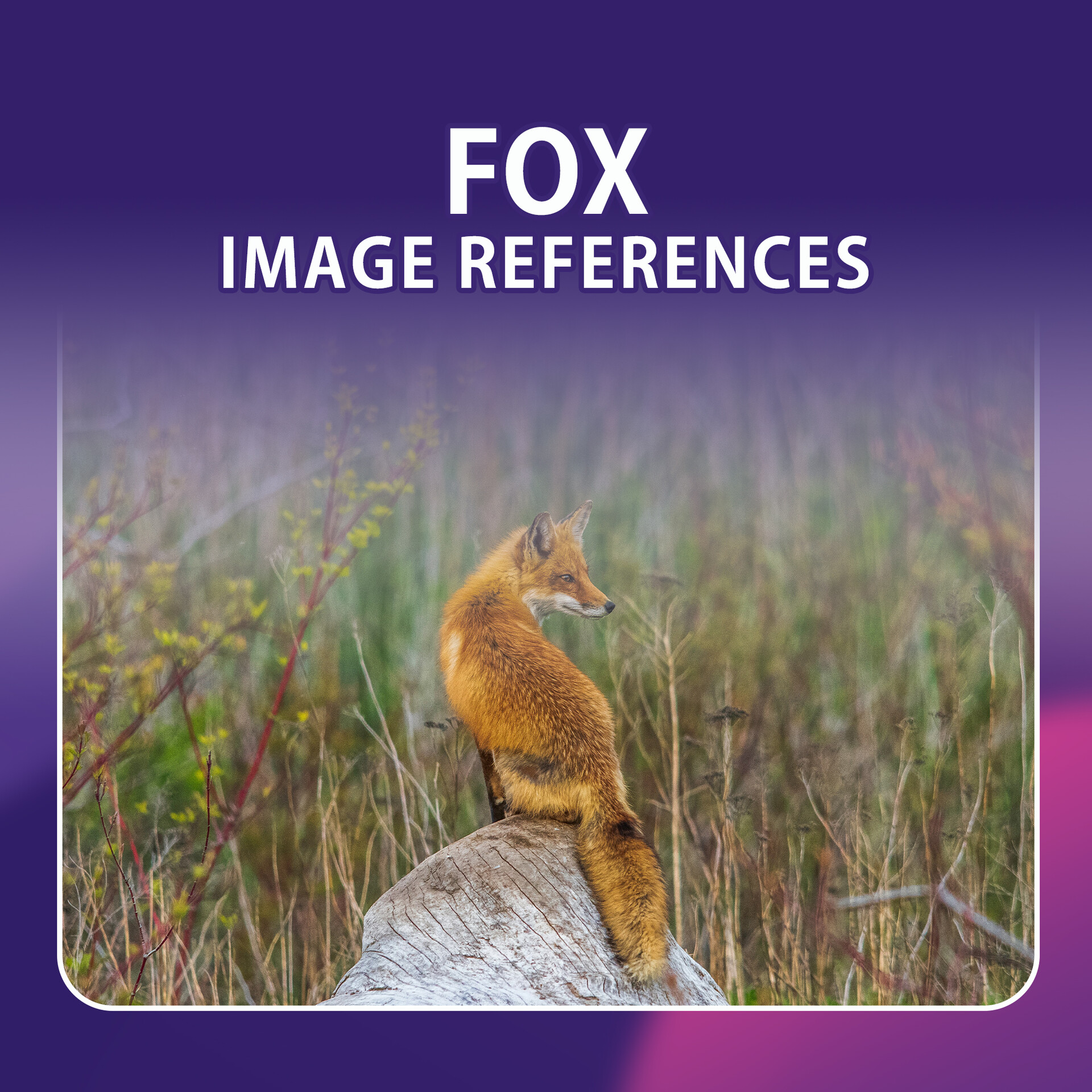 ArtStation - 400 Fox Image Reference – Vol 1